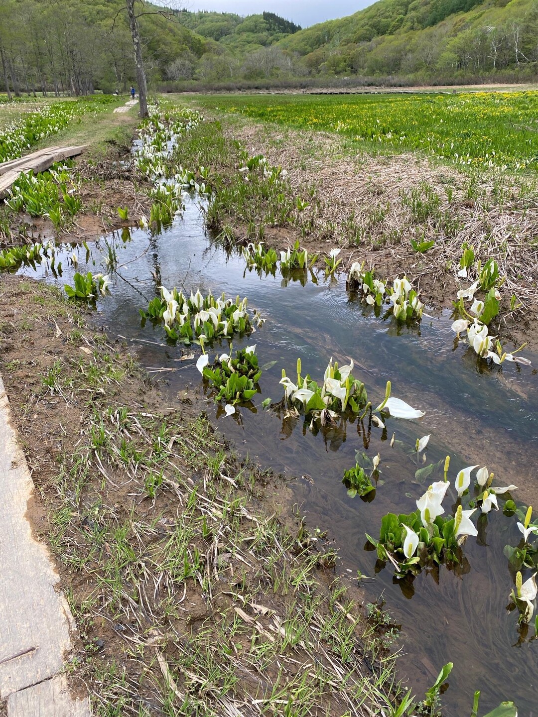 沼ノ原湿原りゅうきんか / tatatuさんのモーメント | YAMAP / ヤマップ