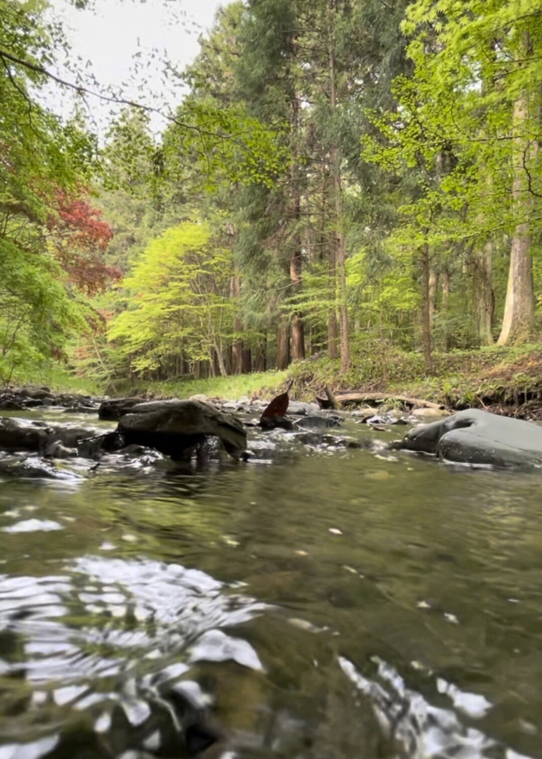（本宮山 山登り時のモーメント） 小國神... / YASさんのモーメント | YAMAP / ヤマップ