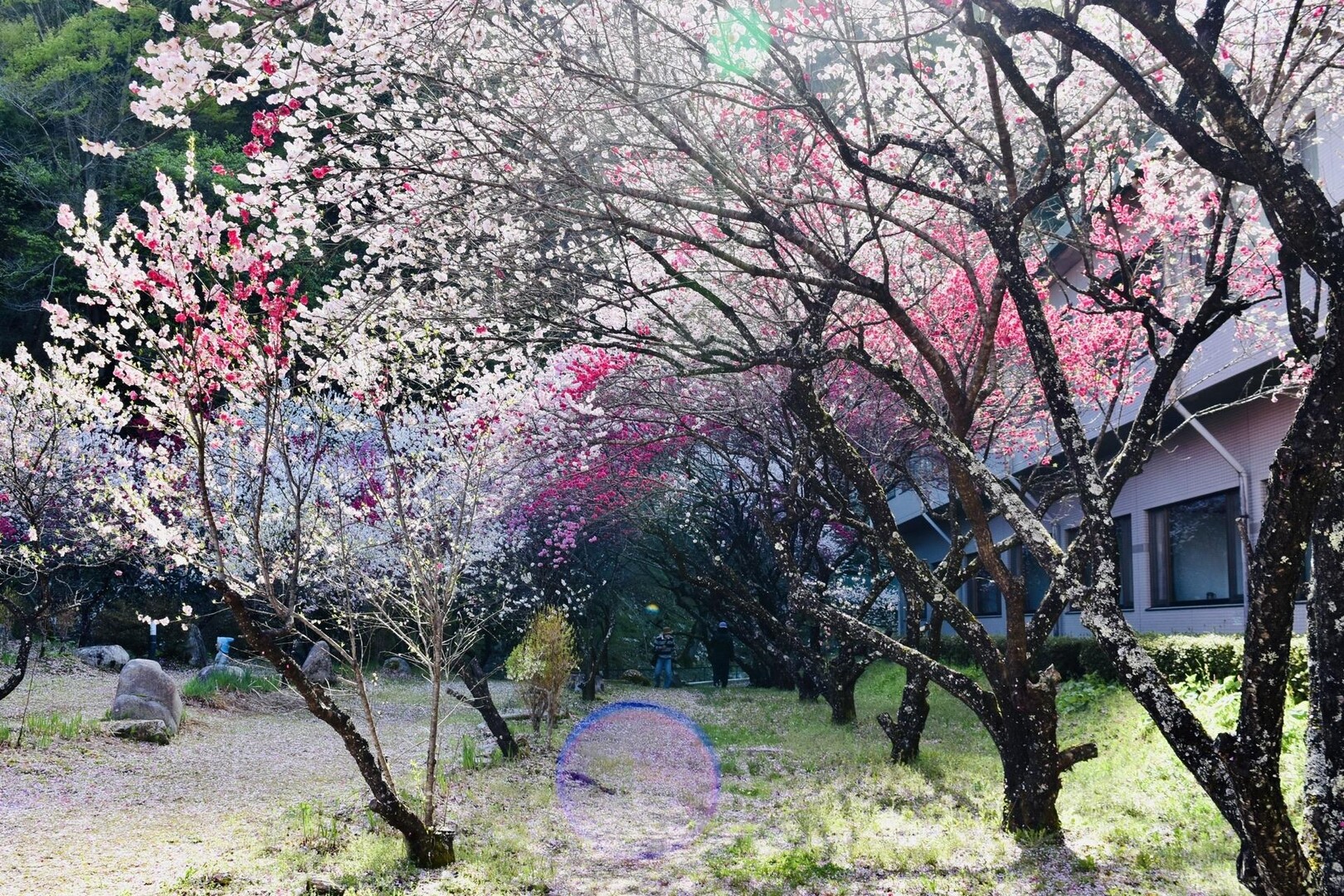 南沢山 / mitsu32さんの恵那山・大判山・神坂山の活動データ | YAMAP / ヤマップ