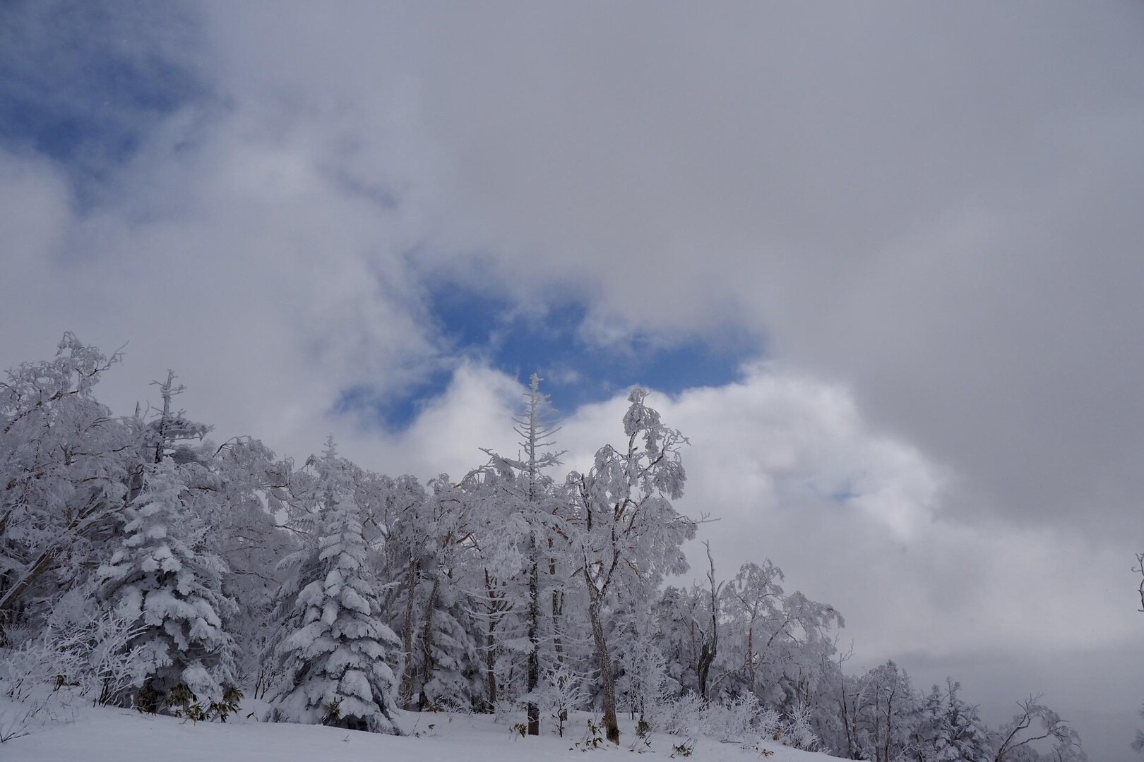 西吾妻山へ。しかし途中撤退 / mi-papaさんの吾妻山・一切経山の活動データ | YAMAP / ヤマップ