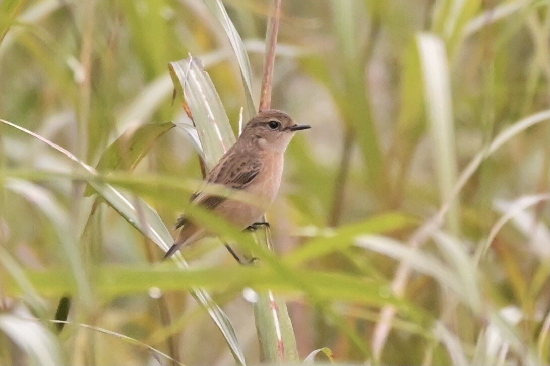 高座山の草原にノビタキ雌いました。 / TAKKUNさんのモーメント | YAMAP / ヤマップ