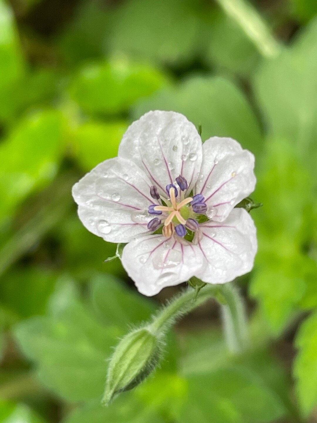 光🌼さんぽ / sayoさんの光城山・長峰山の活動データ | YAMAP / ヤマップ