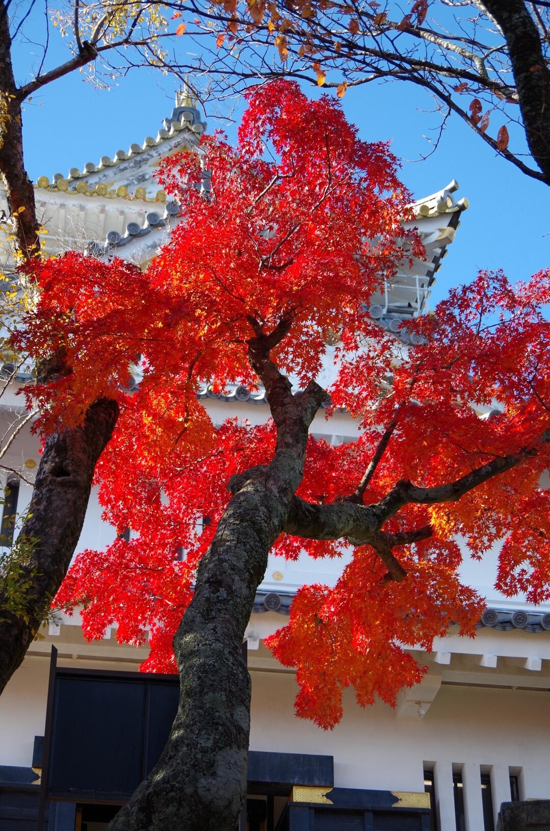 金華山 / jinisanさんの金華山・洞山・舟伏山の活動データ | YAMAP / ヤマップ