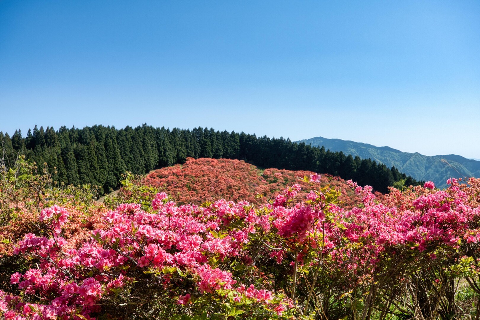 今年は快晴のツツジ園（葛城山；北尾根ピストン） / persさんの金剛山・二上山・大和葛城山の活動データ | YAMAP / ヤマップ