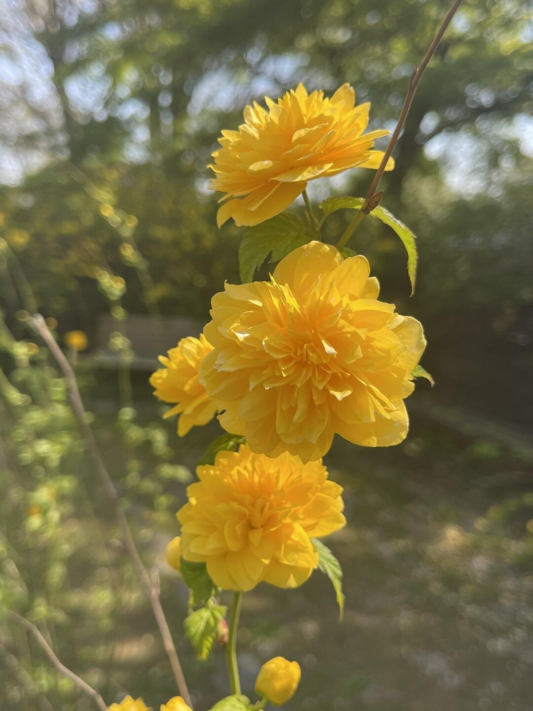 【越生月例H】R5-4 花の里おごせコース-2023-04-10 / タキハナさんの大高取山の活動データ | YAMAP / ヤマップ