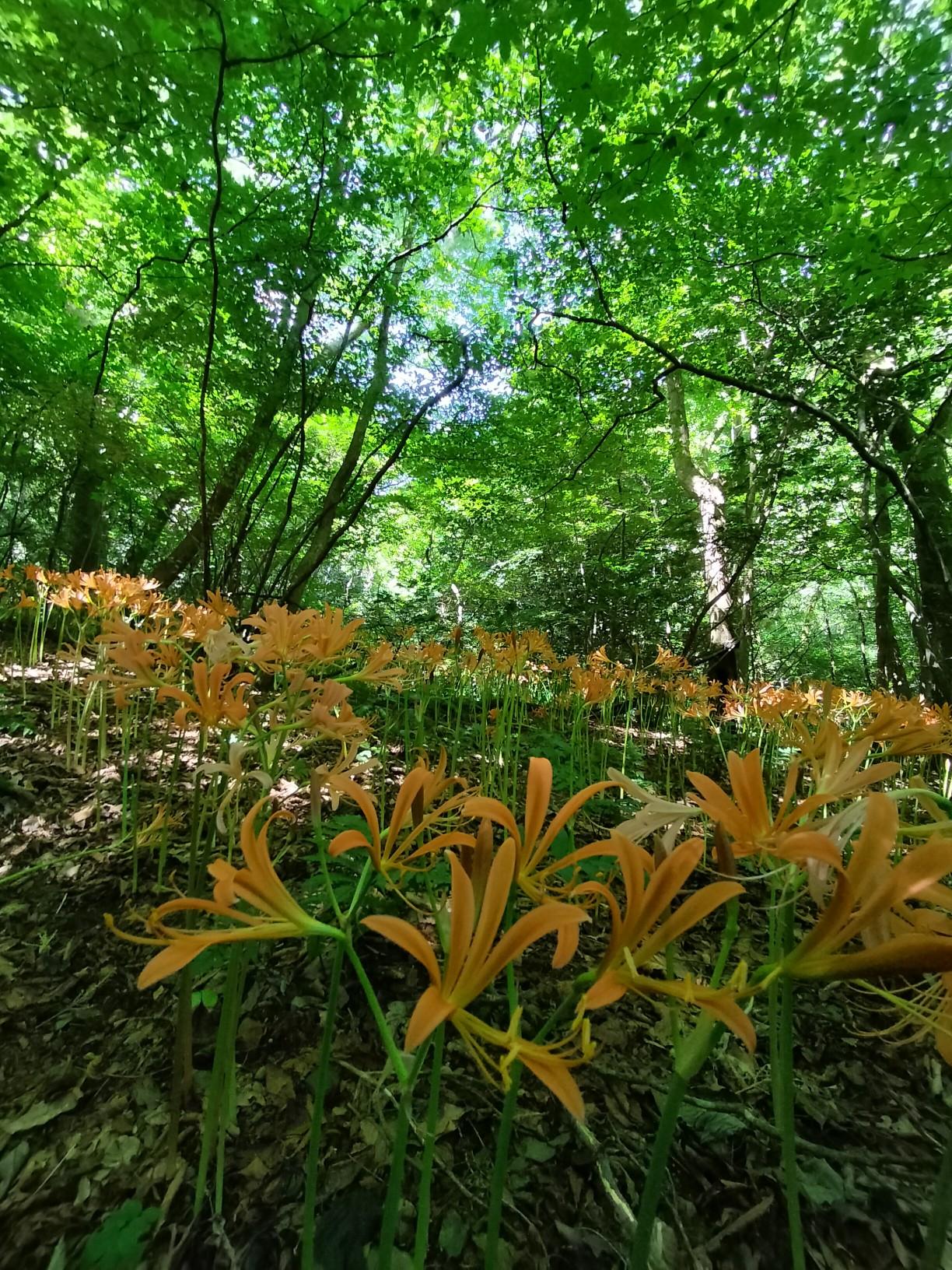 井原山 TTCでOKK / TTC 部長さんの雷山・井原山の活動データ | YAMAP / ヤマップ