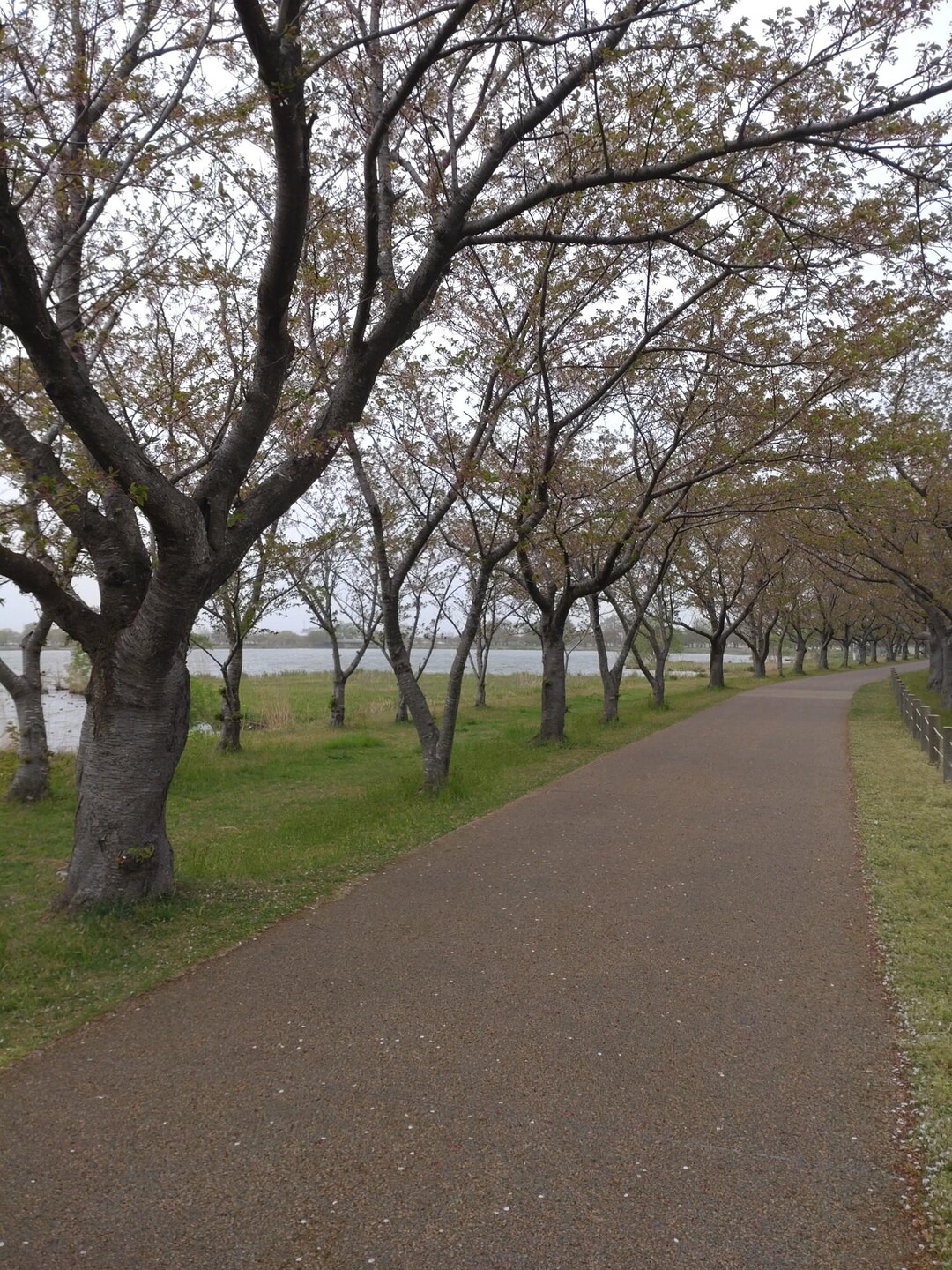 2024.4.18木場潟ウォーキング / minaさんのウォーキングの活動データ | YAMAP / ヤマップ