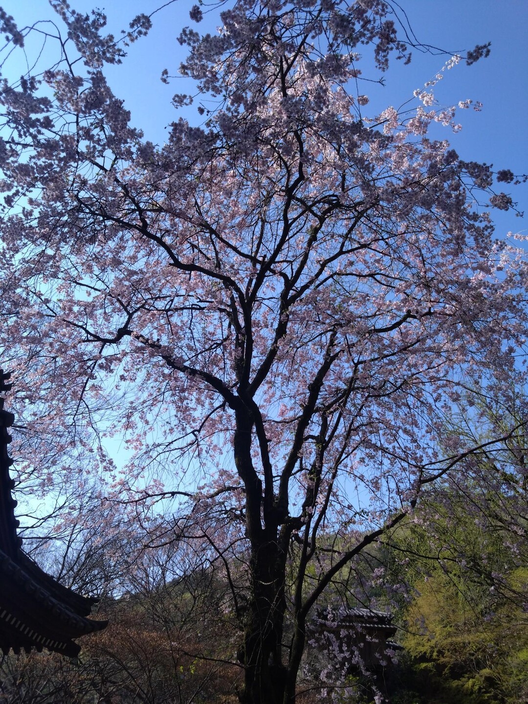 大岩山・行道山・後行道山 / USSAさんの両崖山・仙人ヶ岳・石尊山の活動データ | YAMAP / ヤマップ