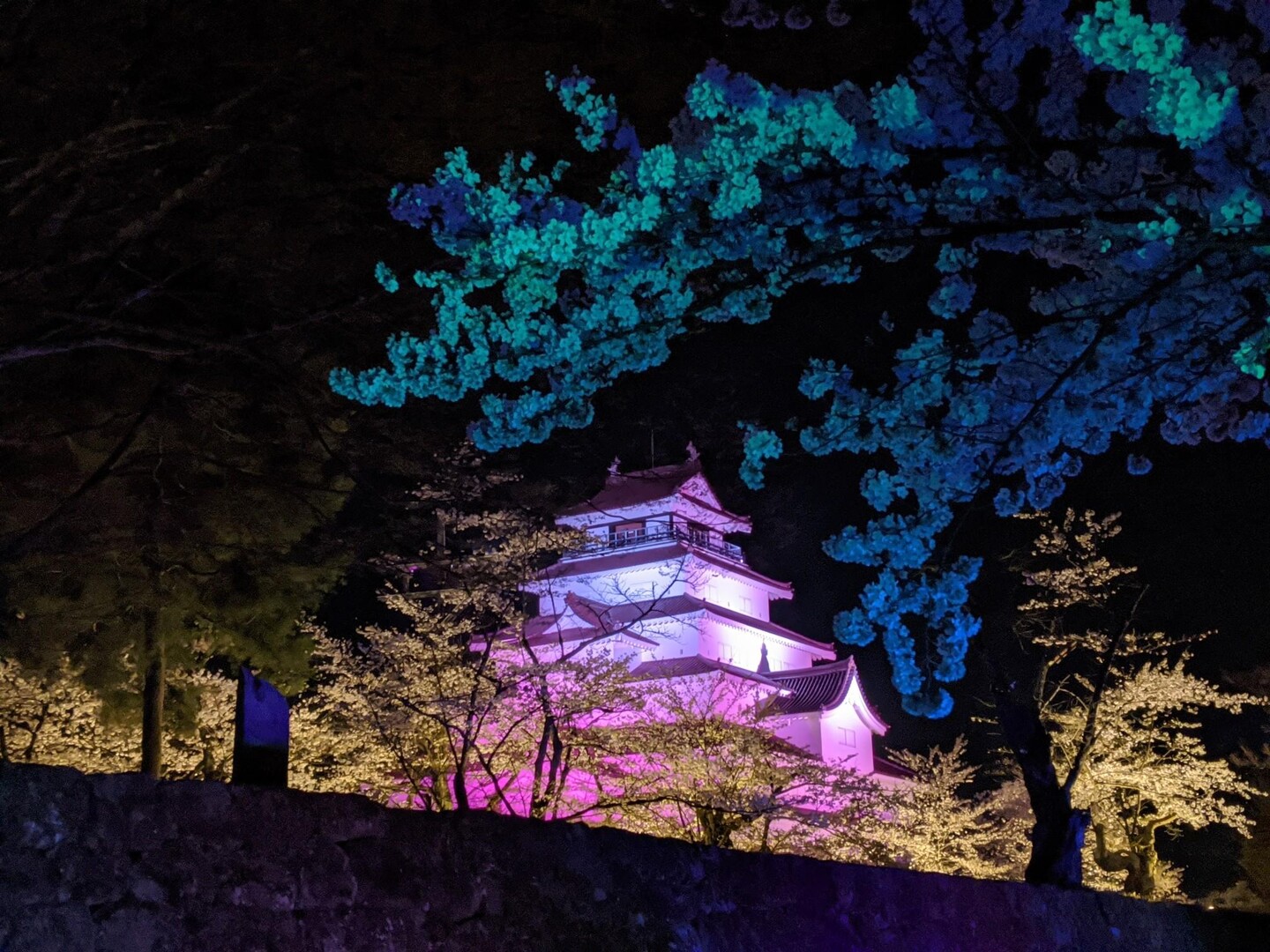 4月中旬 鶴ヶ城ライトアップ 桜は満開で... / YOLOさんのモーメント | YAMAP / ヤマップ