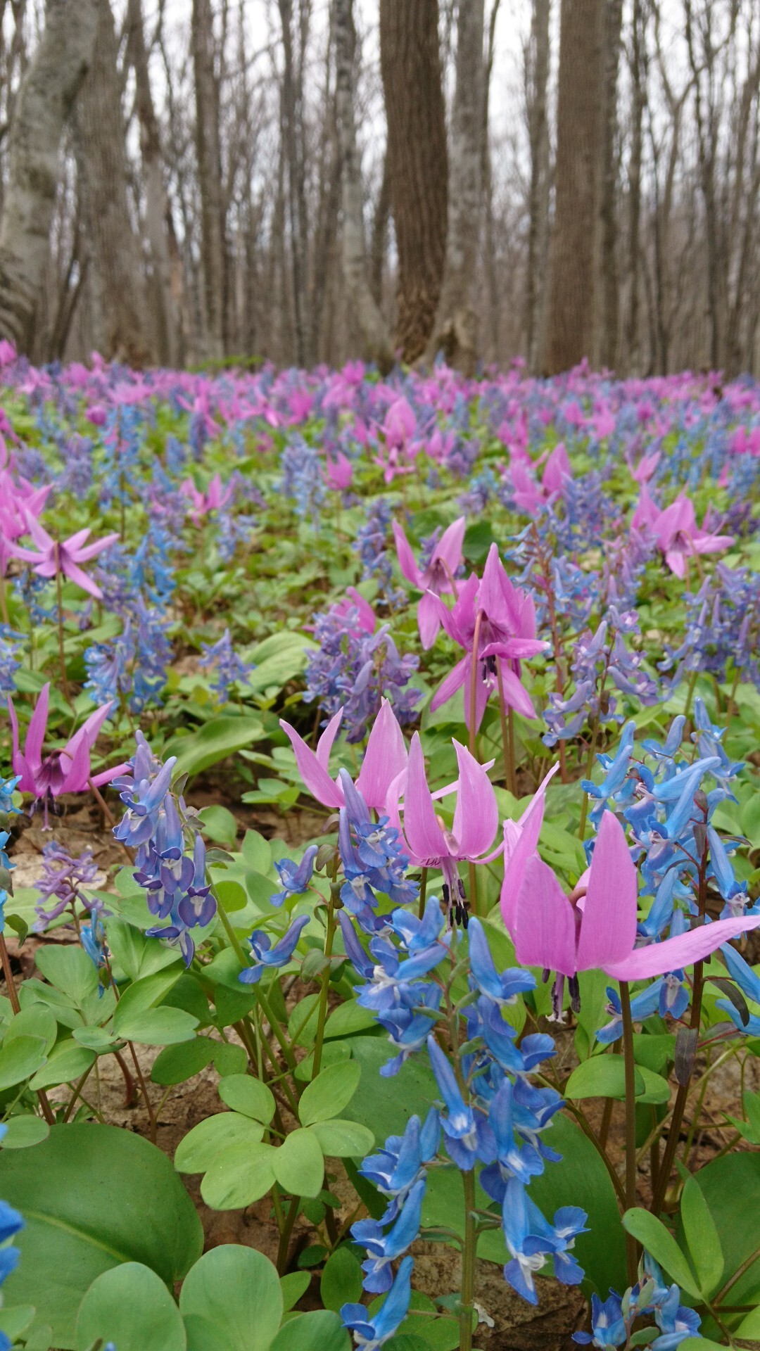 keiのページ | YAMAP / ヤマップ