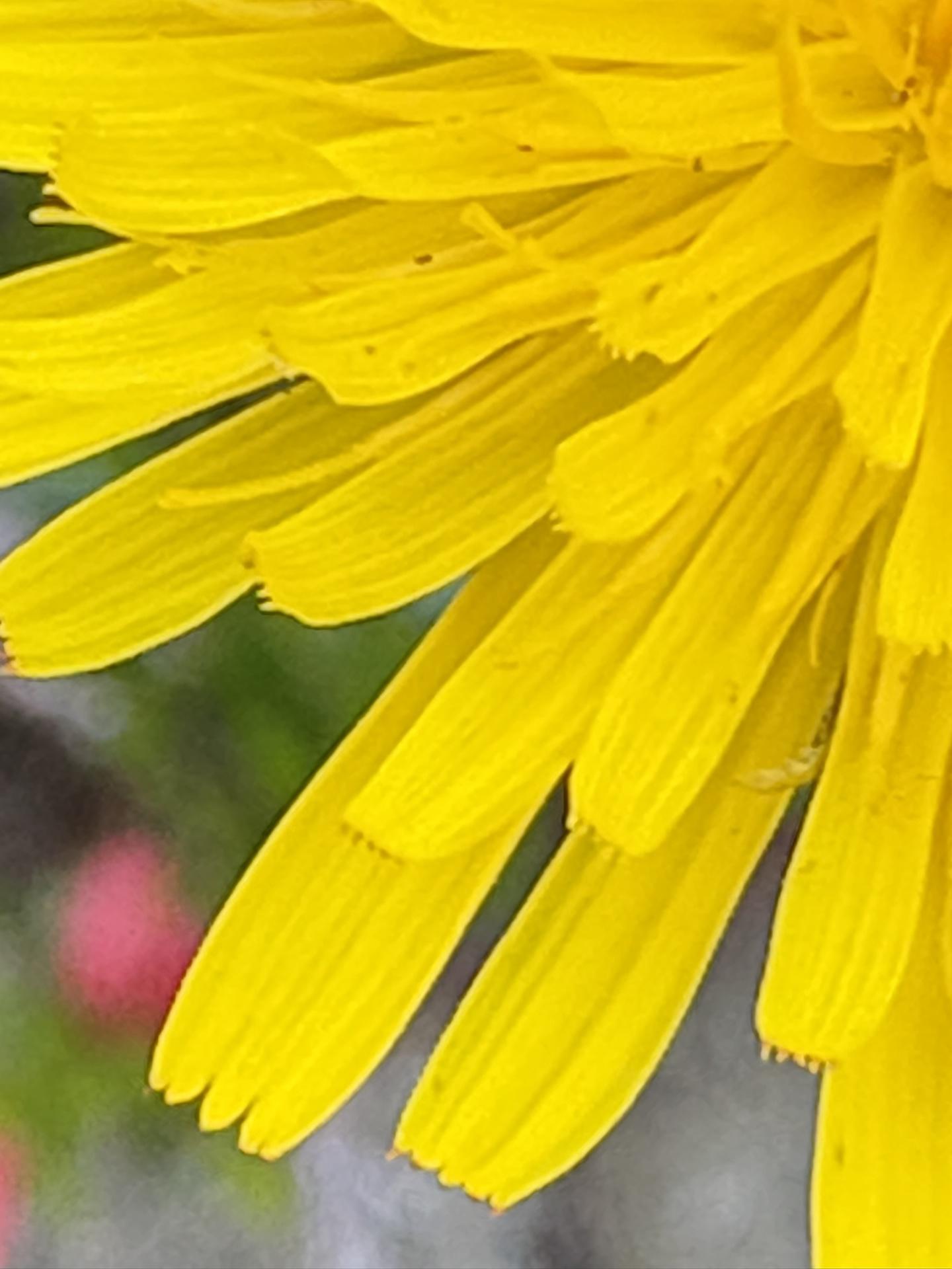 少し寒いよ 天筒山 / miniさんの天筒山・中池見湿地の活動データ | YAMAP / ヤマップ