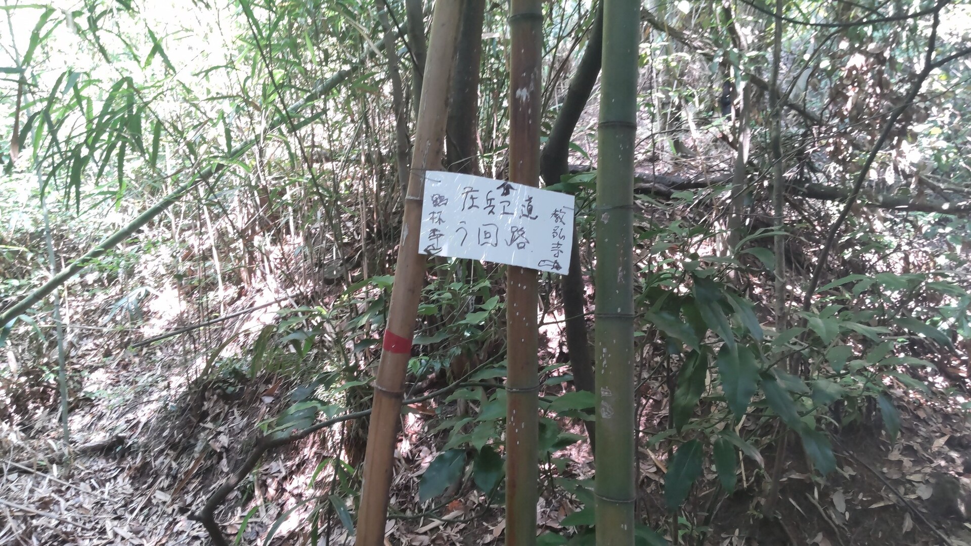 北部庄兵ヱ道再び / Kobotさんの生駒山・神津嶽・大原山の活動データ | YAMAP / ヤマップ