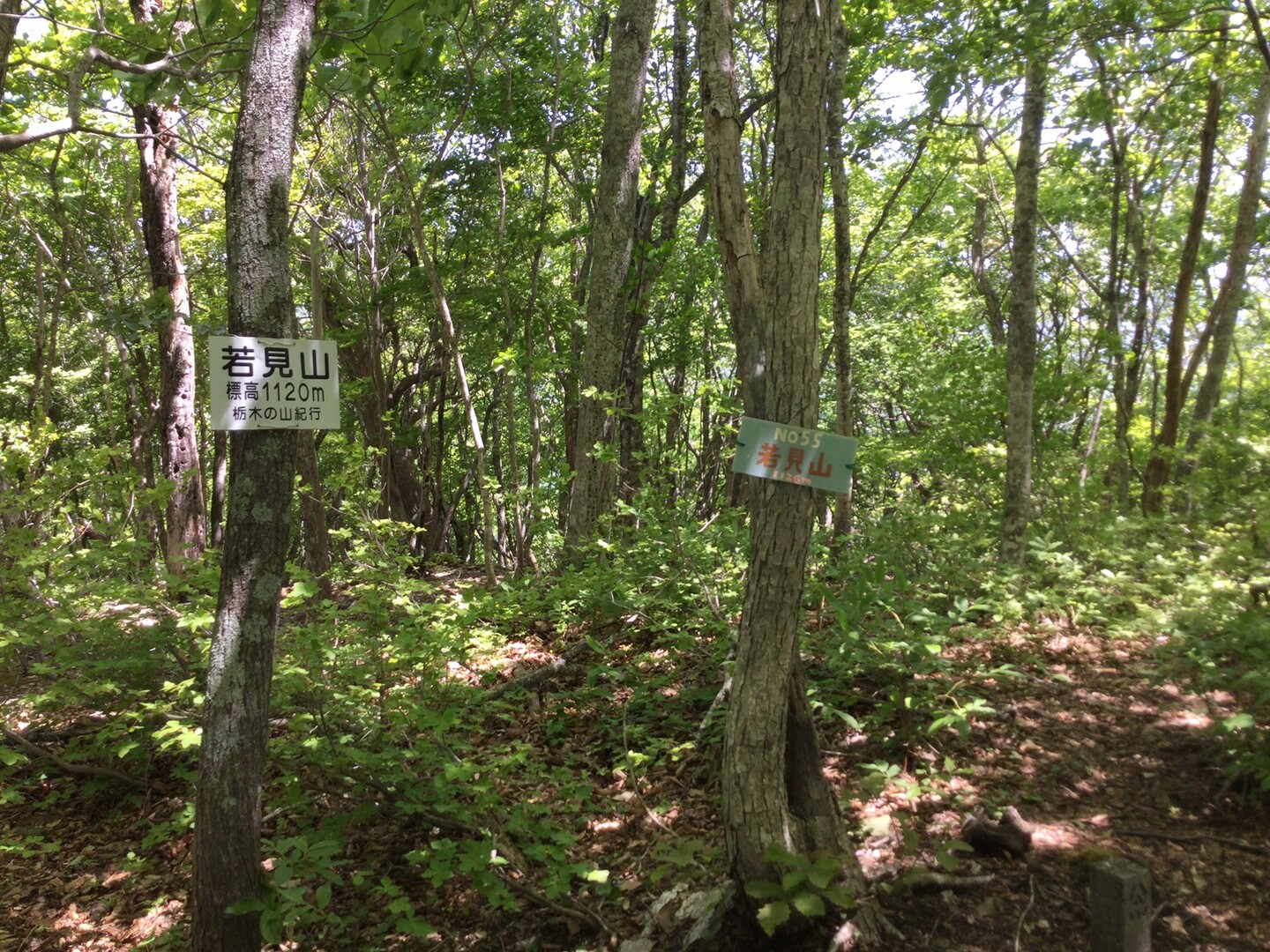 若見山 / Nboxさんの日留賀岳の活動データ | YAMAP / ヤマップ