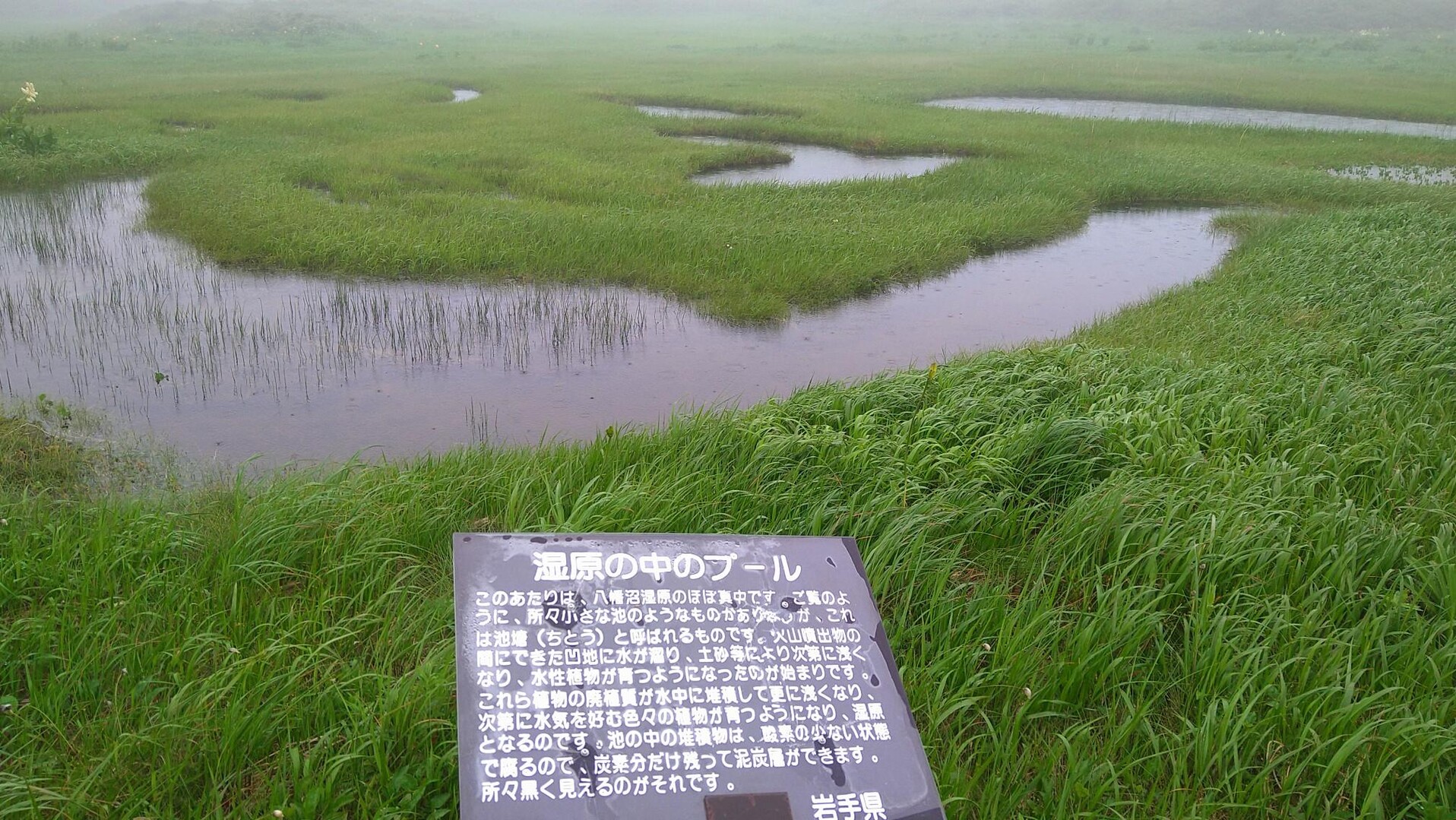 雨の八幡平 / ミホさんの岩手山・八幡平・安比高原 50km トレイルの活動データ | YAMAP / ヤマップ