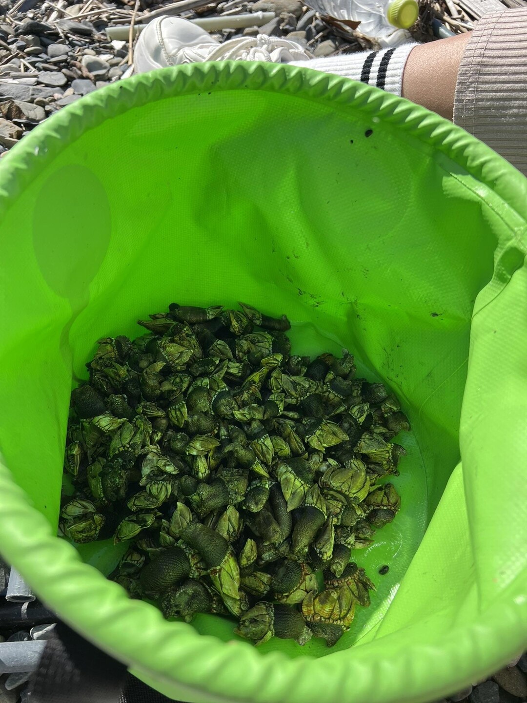 自然教室として食べさせたカメノテが娘のブ... / Shin Gさんのモーメント | YAMAP / ヤマップ