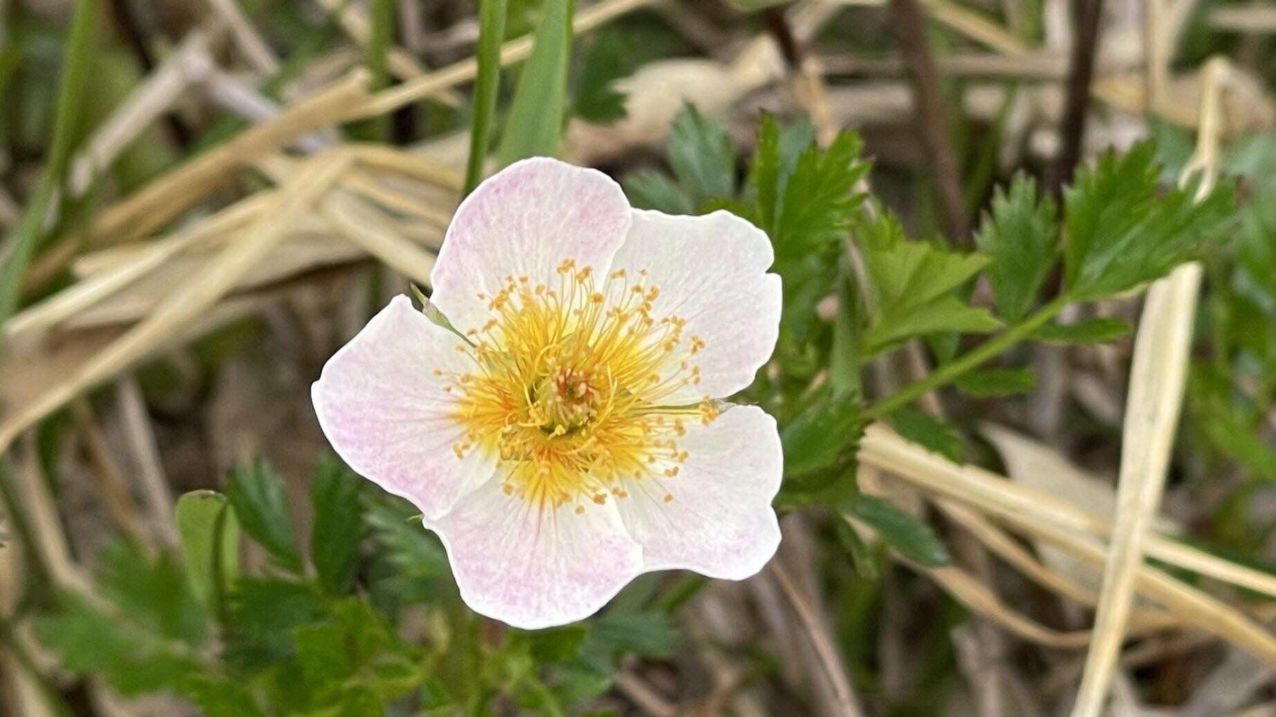 今年お初の大日岳はチラ劔から🫣 / ひらまさ20kgさんの鍬崎山・大品山・瀬戸蔵山の活動データ | YAMAP / ヤマップ
