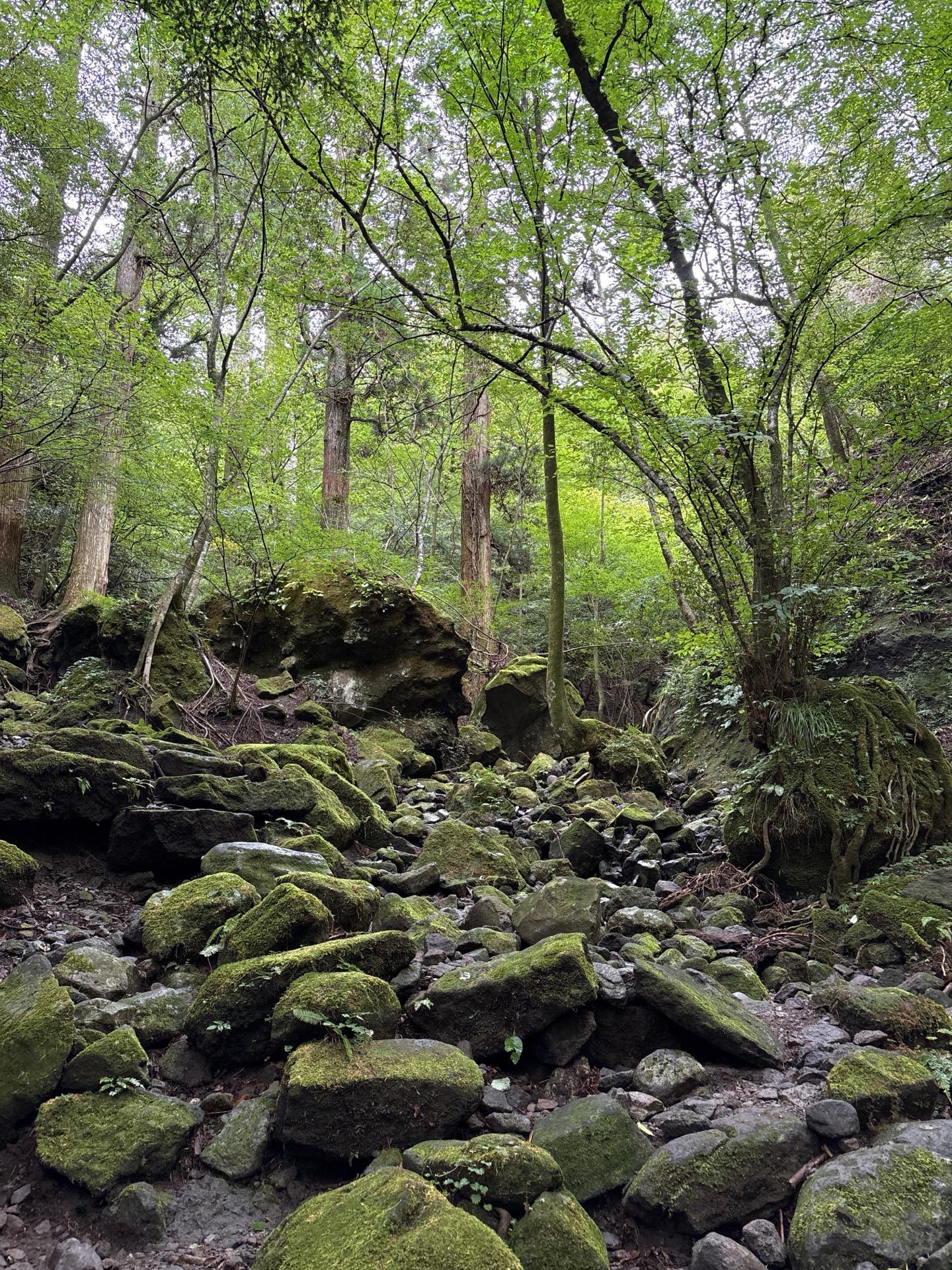 NO PEAK MY LIFE #6 / もささんの英彦山の活動データ | YAMAP / ヤマップ