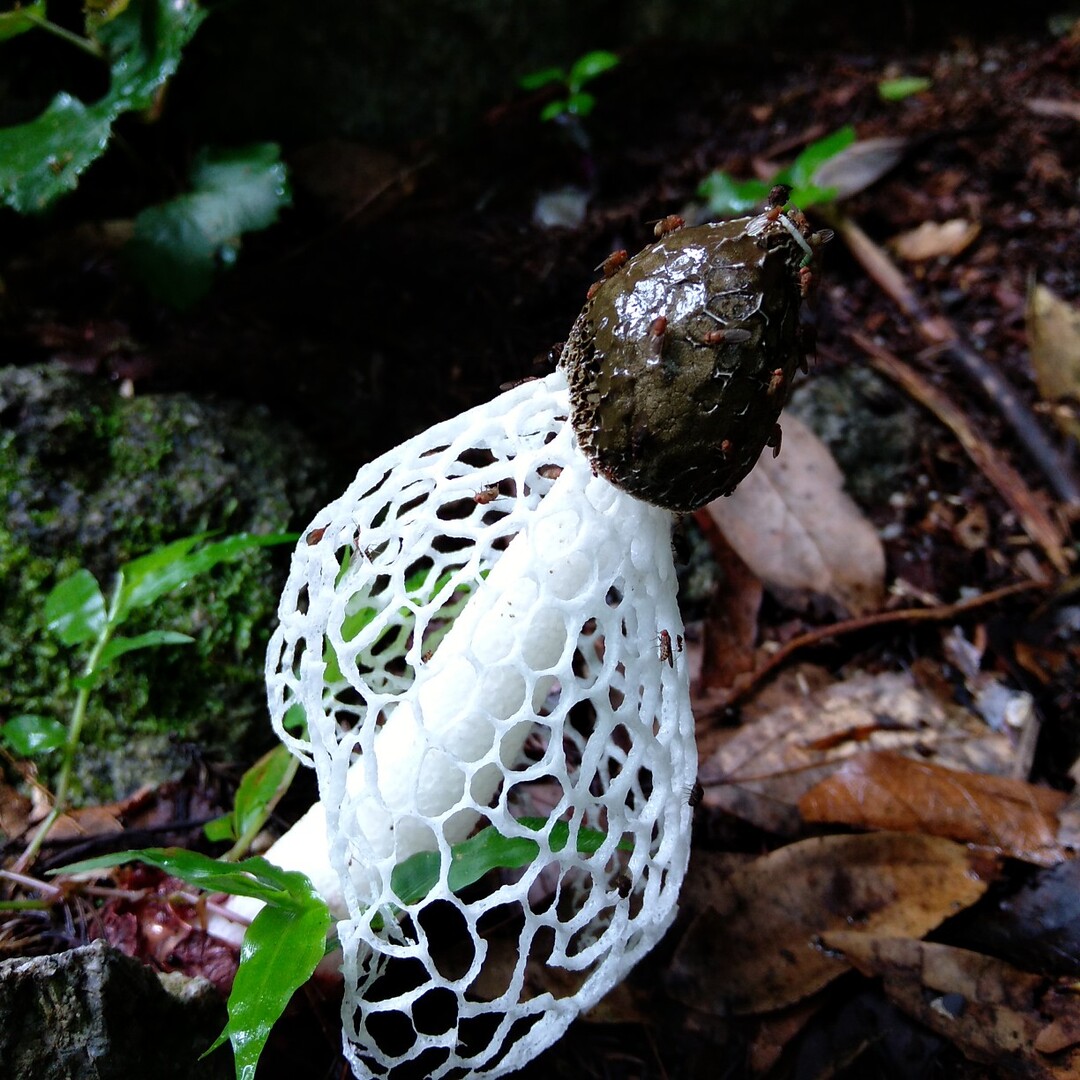 宝満山・竈門岩とキヌガサタケ🙌🏻 / solさんの宝満山・三郡山・若杉山の活動データ | YAMAP / ヤマップ