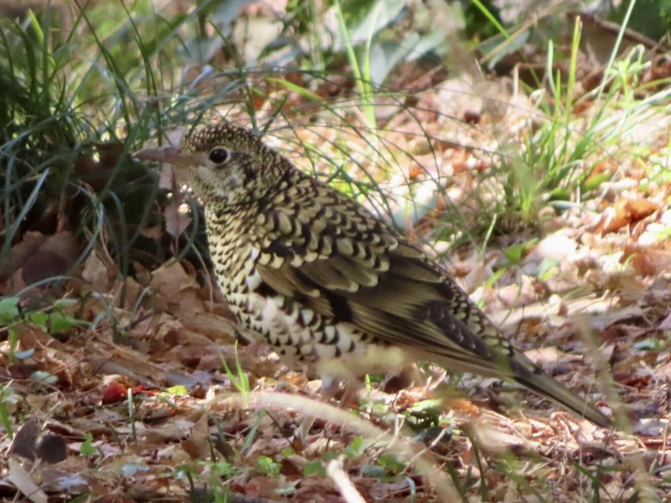 久しぶりに京都府立植物園へ / otaksaさんの貴船山・鞍馬山の活動データ | YAMAP / ヤマップ