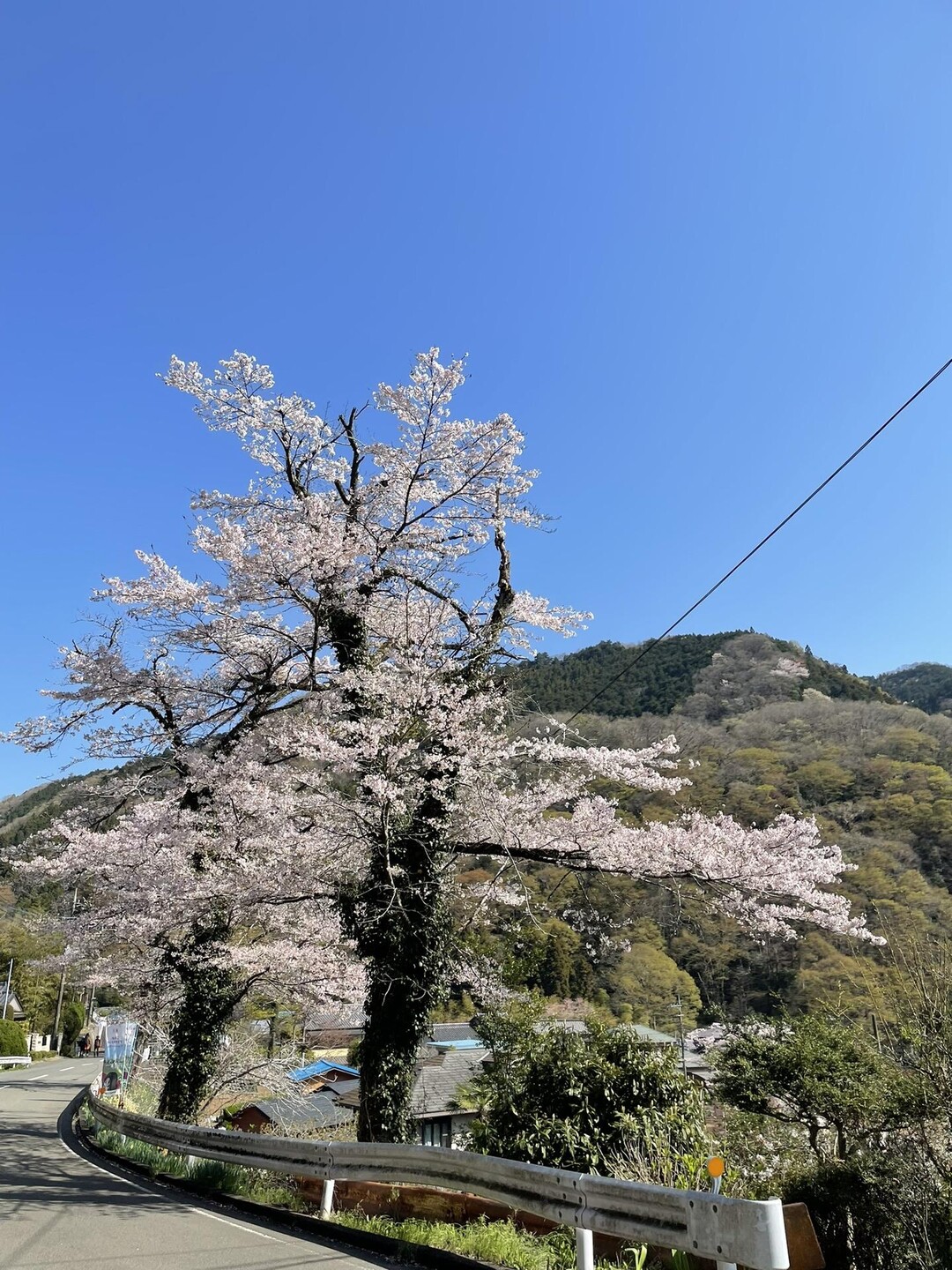 陣馬山 / micoさんの高尾山・陣馬山・景信山の活動データ | YAMAP / ヤマップ