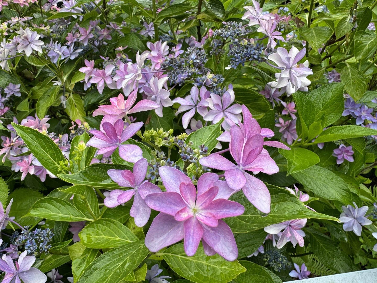 【Lani Head Trail】高峰山・日の出山・南沢アジサイ山 / keinekoさんの大岳山・御岳山・御前山の活動データ | YAMAP / ヤマップ