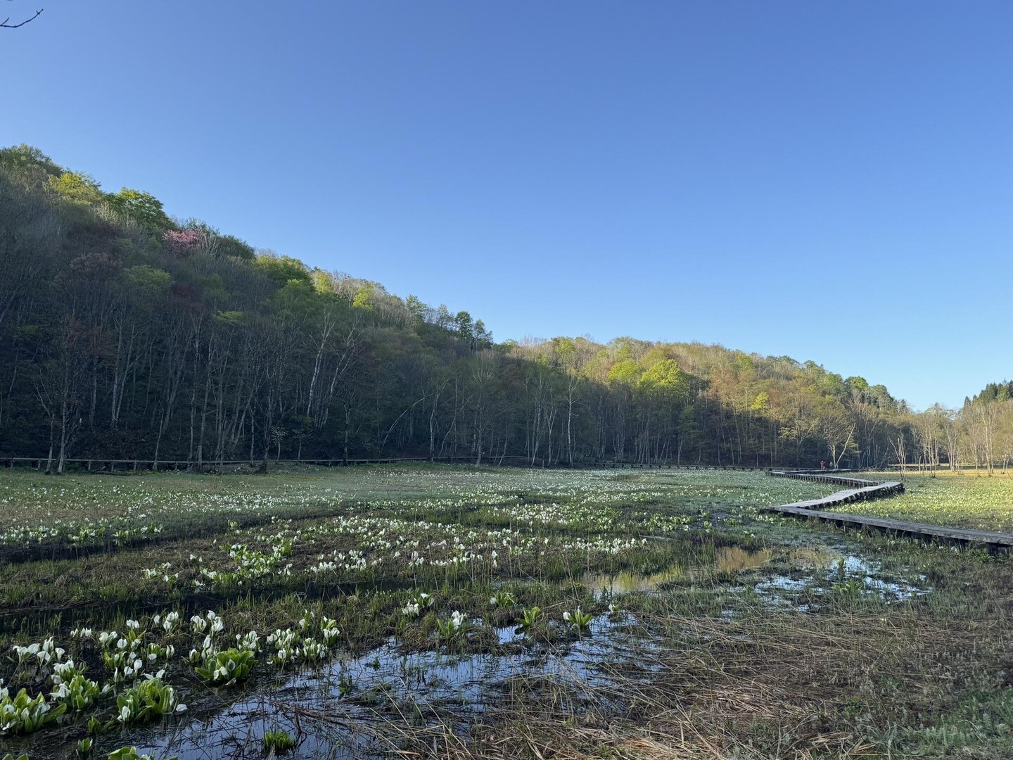 池ヶ原湿原散策 / snow＊さんのウォーキングの活動データ | YAMAP / ヤマップ