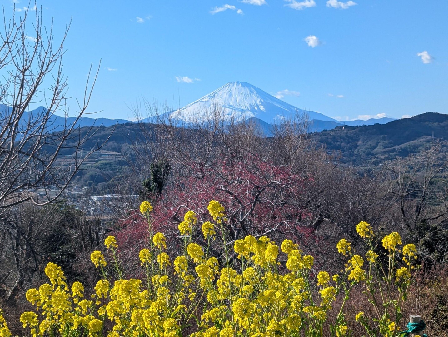 湘南二宮の吾妻山 早咲きの菜の花が満開で... / HIROYUKI.Kさんのモーメント | YAMAP / ヤマップ