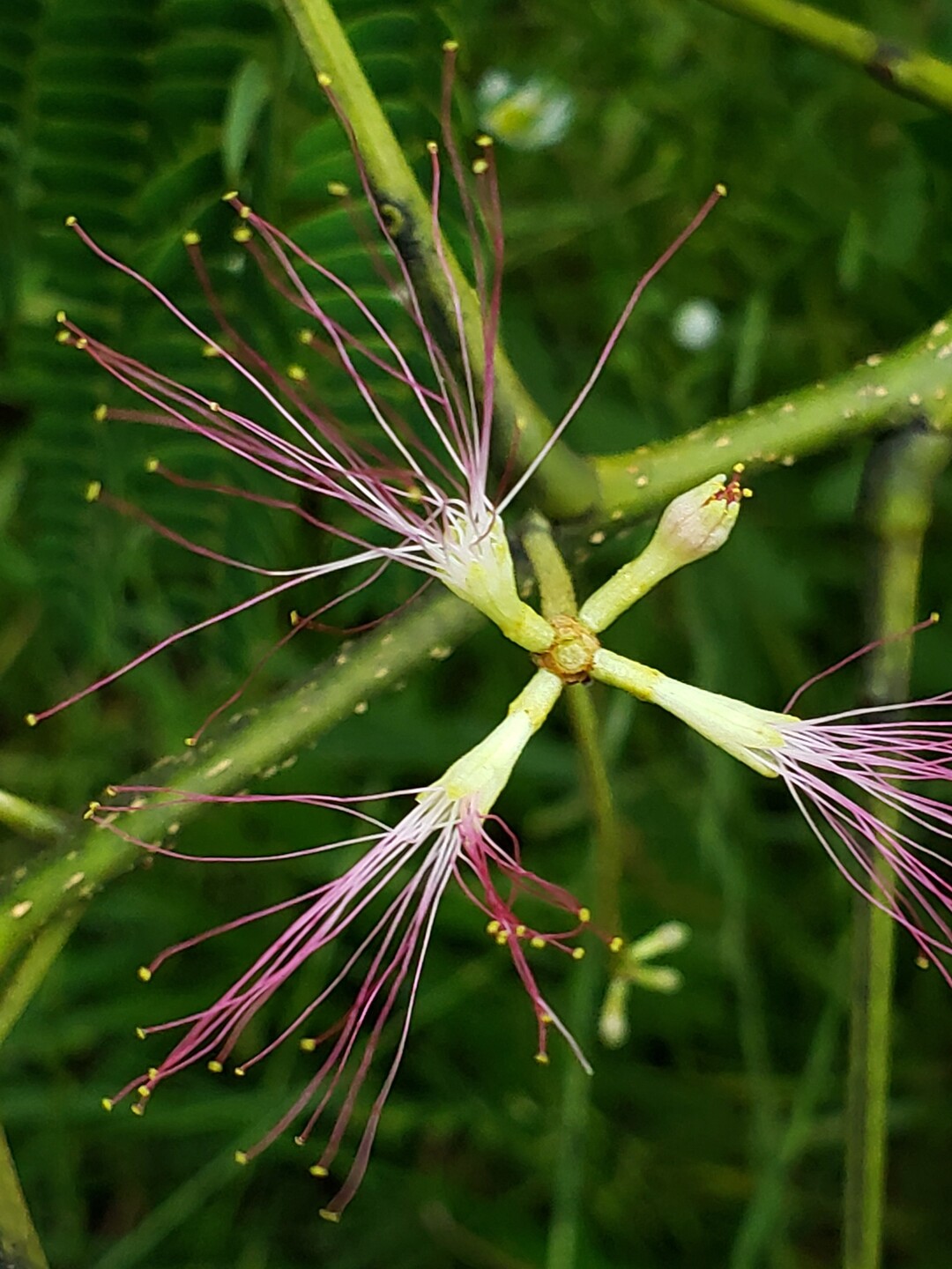 おはよう御座いますm(_ _)m 晴れマ... / 北京げんじんさんのモーメント | YAMAP / ヤマップ