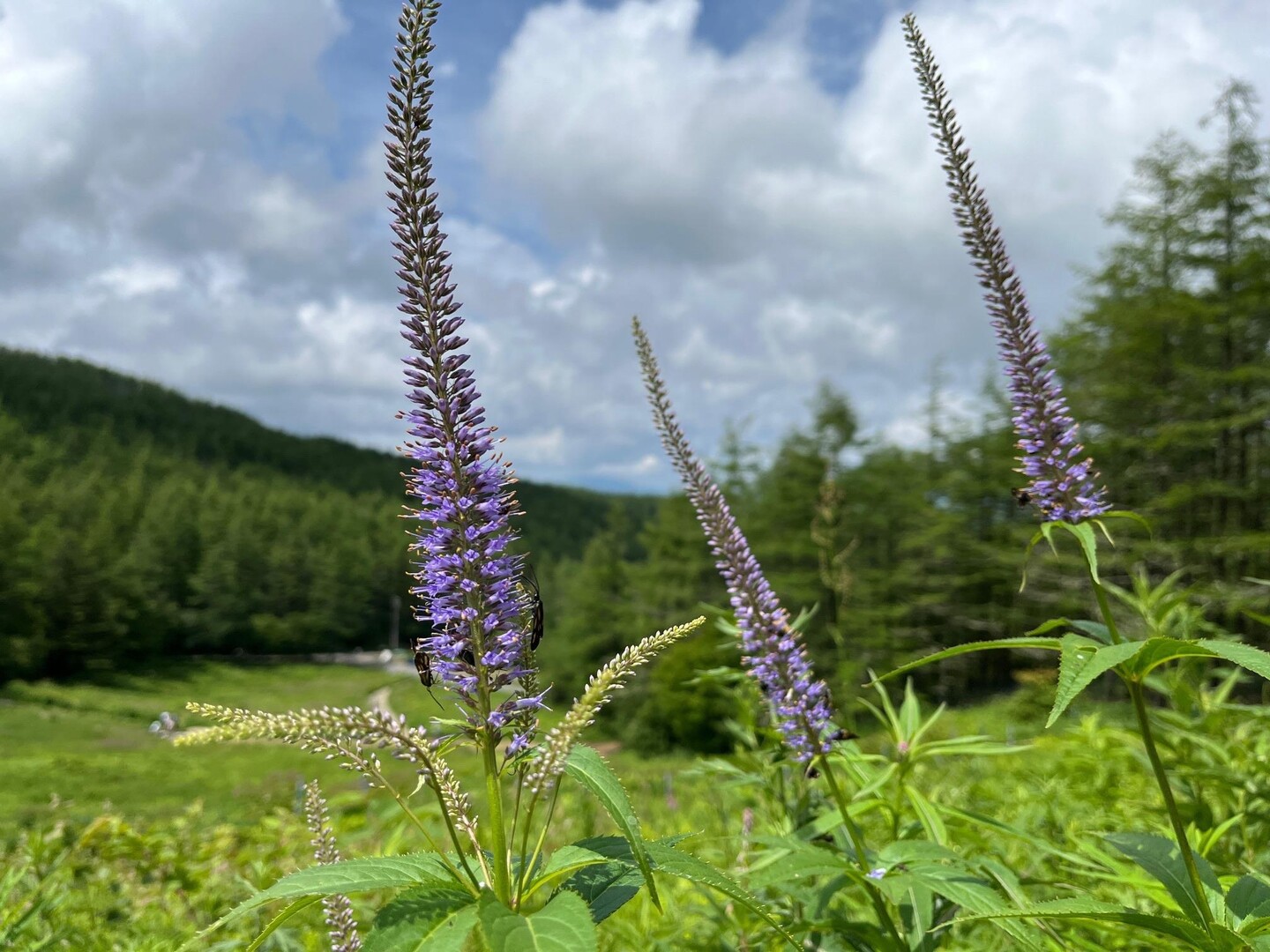 入笠山（山頂巡回） / teiiiineさんの入笠山の活動データ | YAMAP / ヤマップ