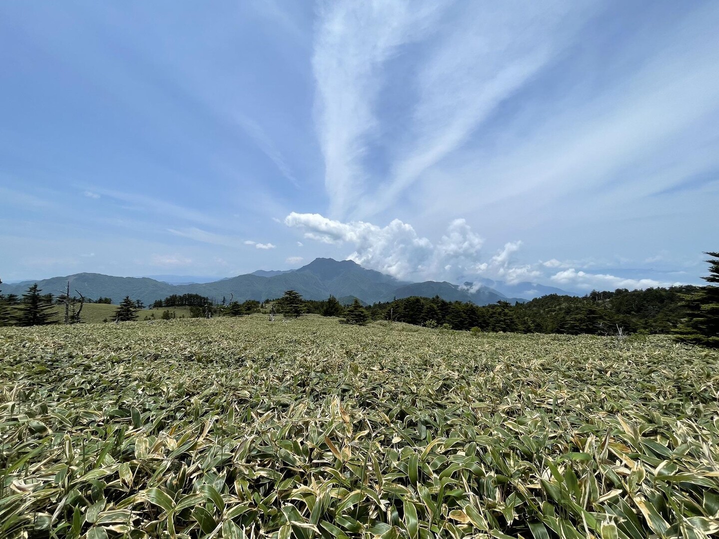 石鎚山を見ながら / のかよさんの瓶ヶ森・伊予富士の活動データ | YAMAP / ヤマップ