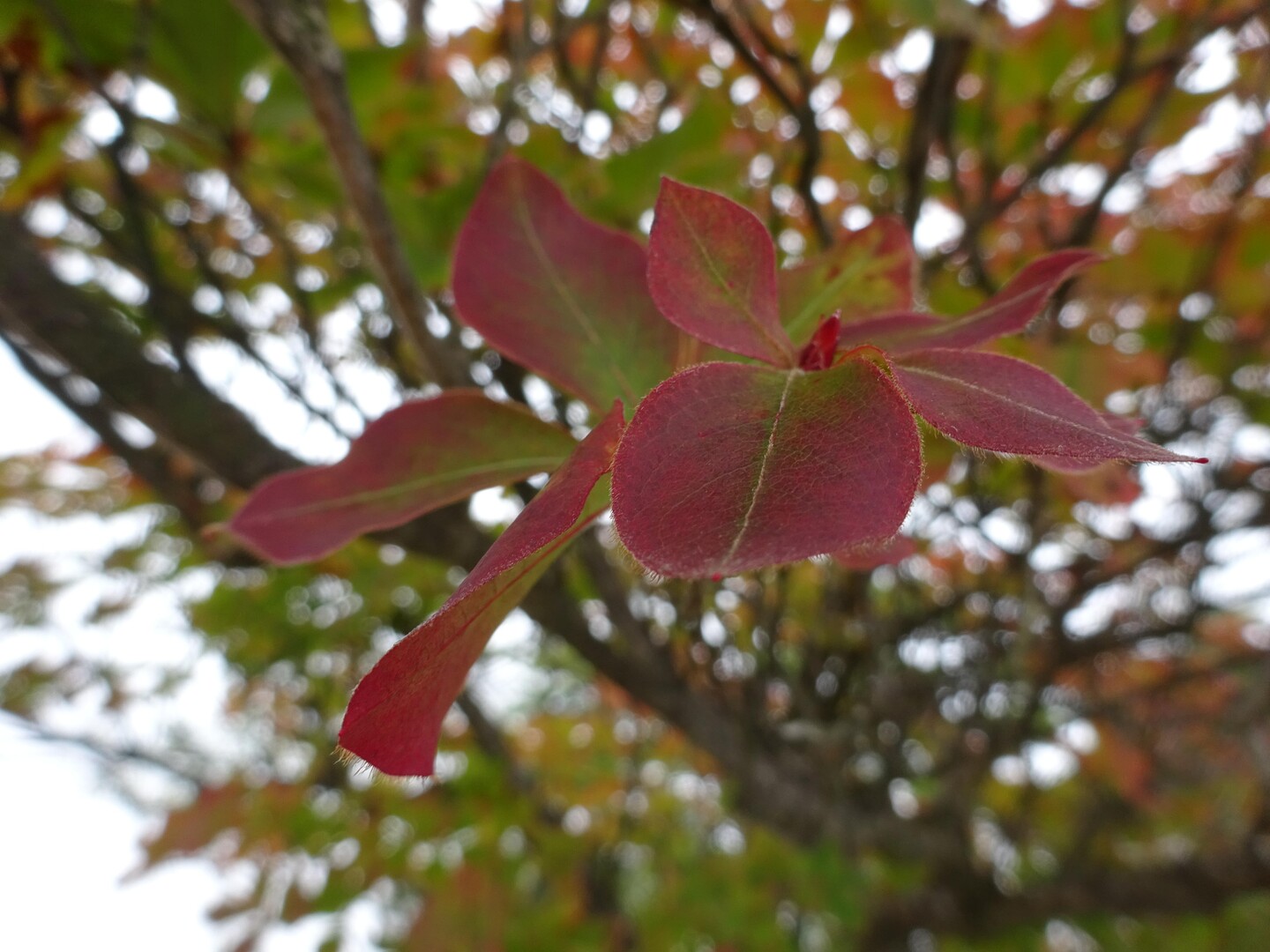 まっ白な中禅寺湖・中禅寺山・社山 / kiyoさんの社山・半月山の活動データ | YAMAP / ヤマップ