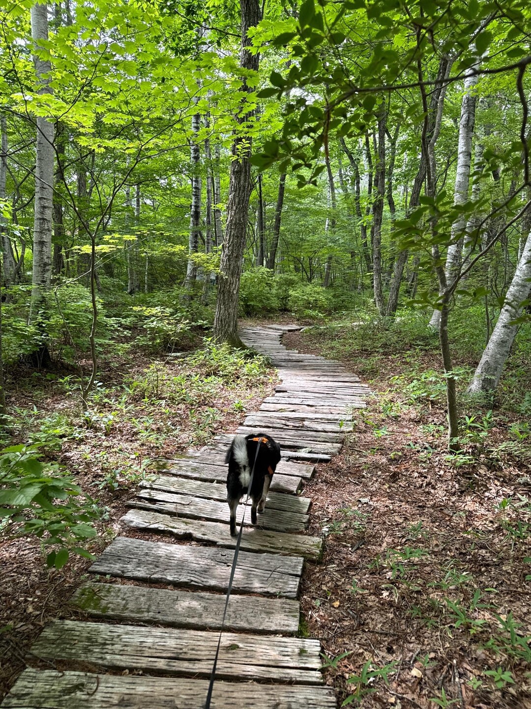 土曜日に清里フィールドバレエを観に行って... / ta614さんのモーメント | YAMAP / ヤマップ
