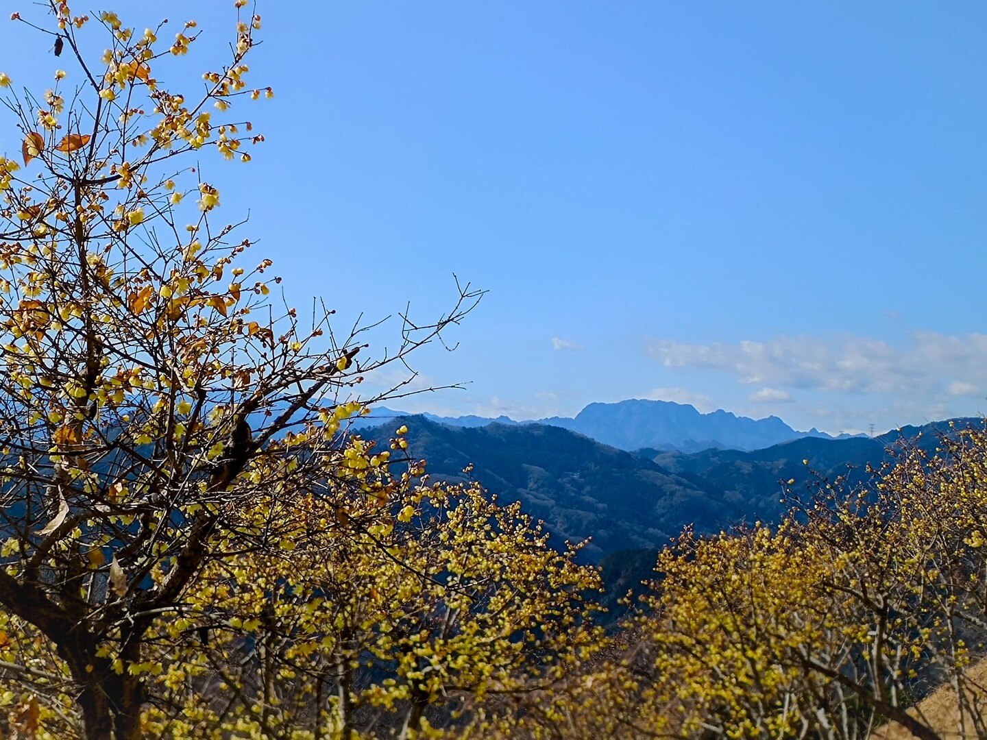 長瀞アルプス〜宝登山 / nao.okさんの宝登山・長瀞アルプス・不動山・陣見山・鐘撞堂山の活動データ | YAMAP / ヤマップ