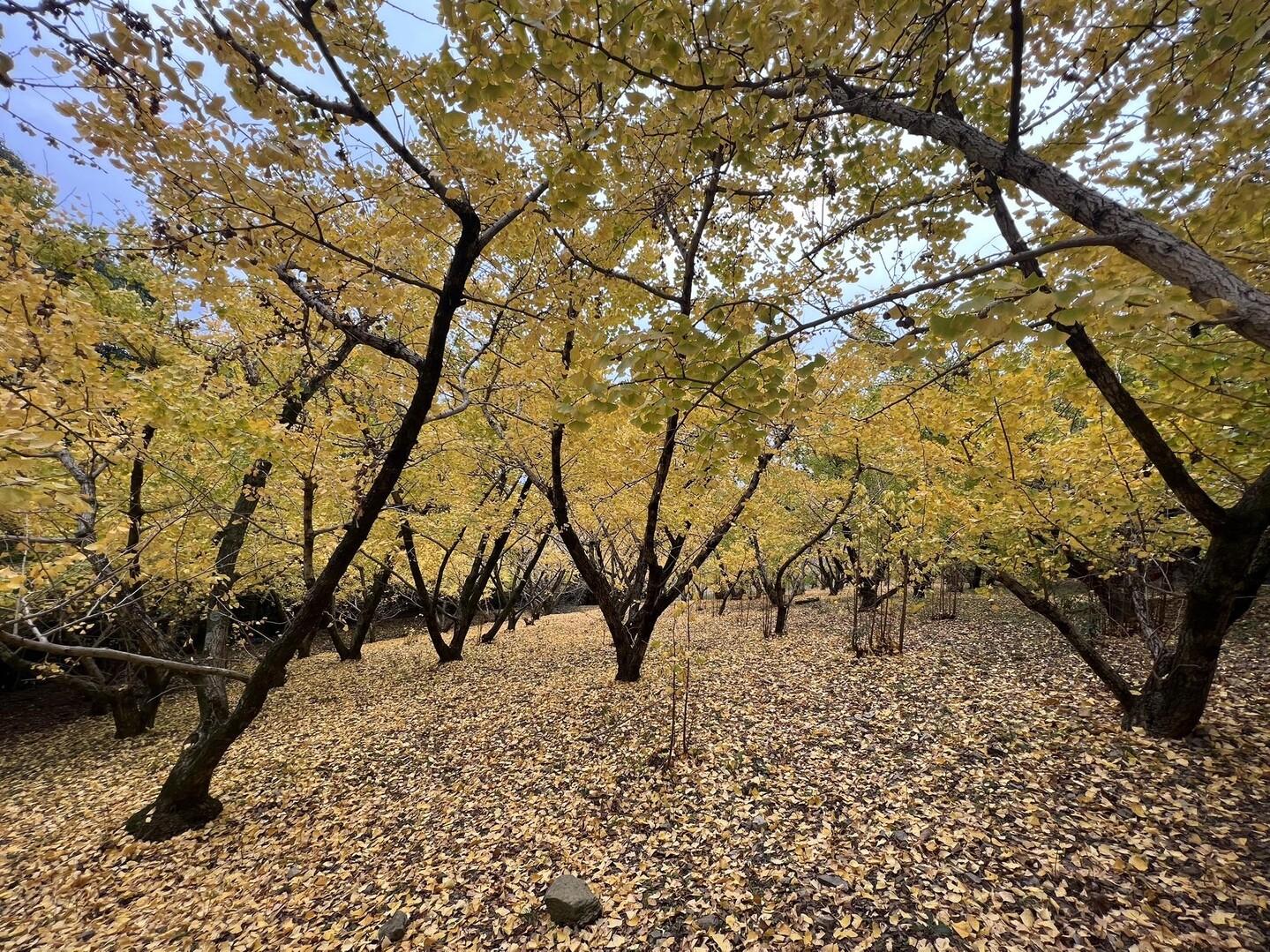 ザワつく ️「黄葉の道」 / NALUさんの明星山・白金山の活動データ | YAMAP / ヤマップ