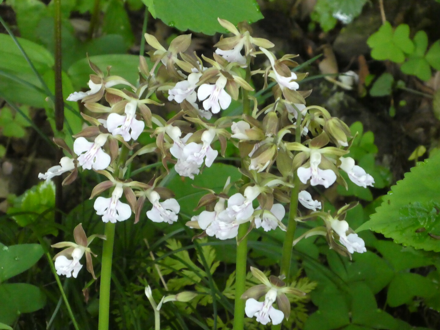 GW最終日は高尾山で華に癒されに。 エビ... / きーすけさんのモーメント | YAMAP / ヤマップ
