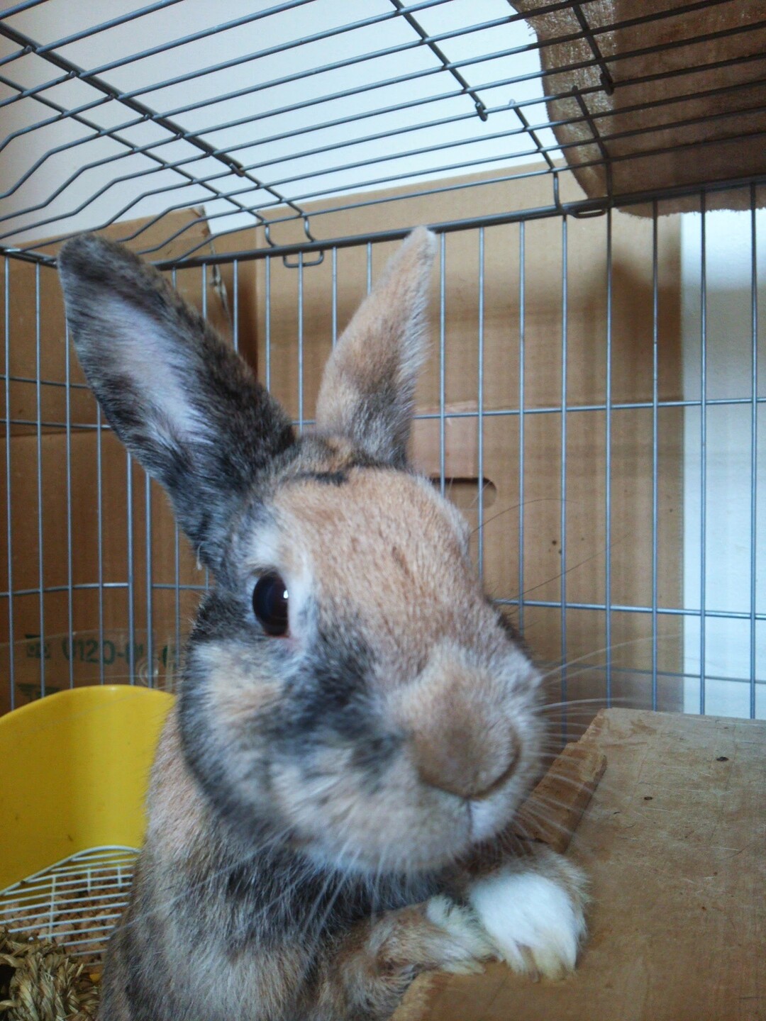 ラビララのページ | YAMAP / ヤマップ