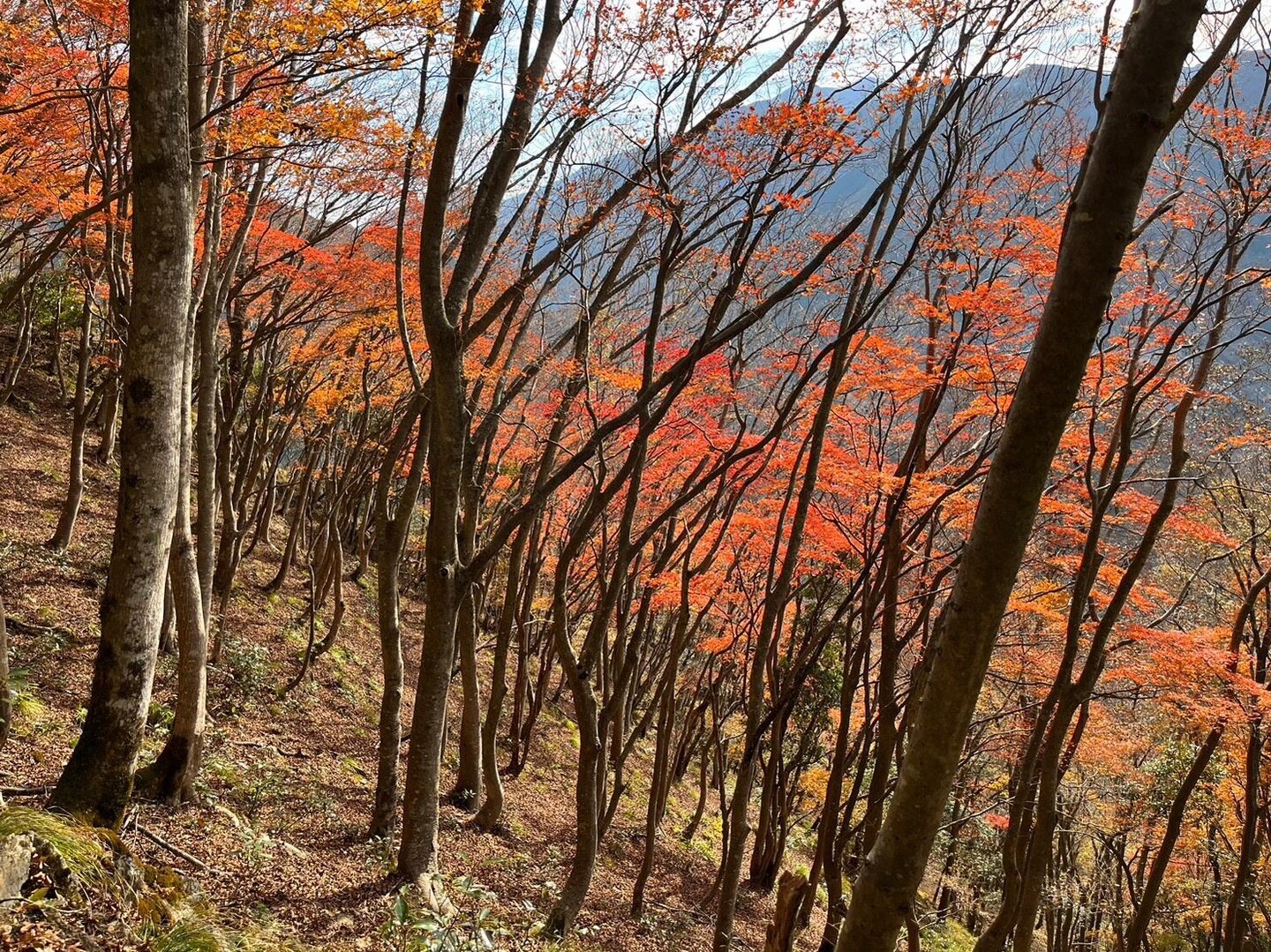 ザラノ・高室山・倉骨山・丸山 / yocipi→piさんの高室山の活動日記 | YAMAP / ヤマップ