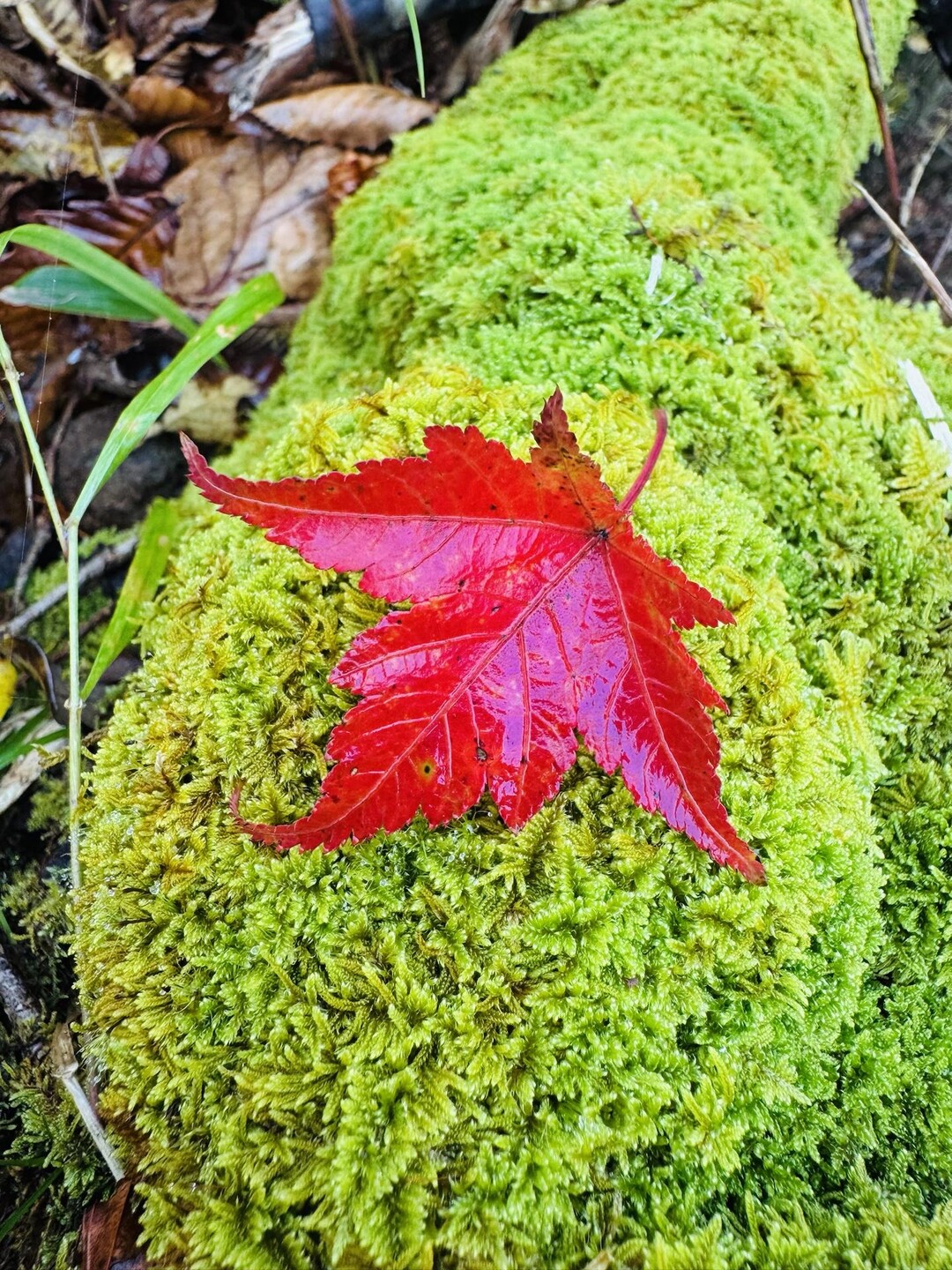 金時山・長尾山 / NAOさんの金時山・明神ヶ岳の活動日記 | YAMAP / ヤマップ