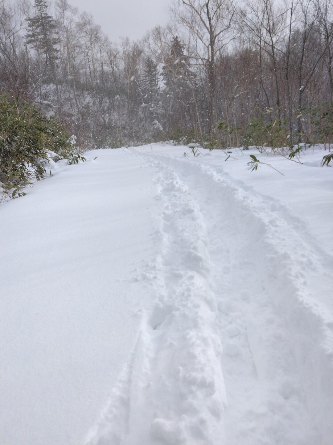 ソロ11㎞フルラッセル迷沢山BC？ いえ滑走不可 コース整備です / TARIさんの迷沢山の活動データ | YAMAP / ヤマップ