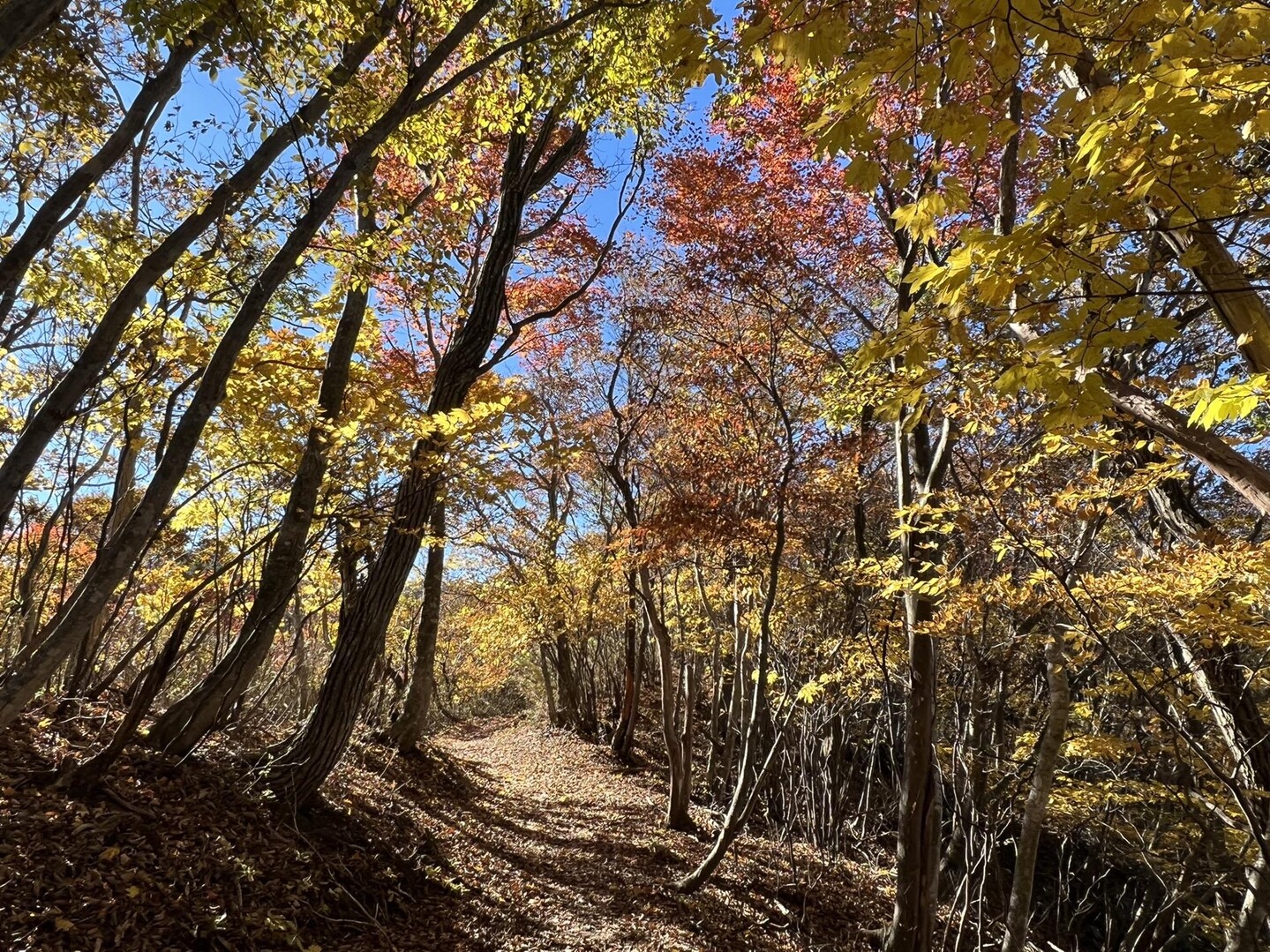 小貝月山・貝月山 / みなきちさんの貝月山の活動日記 | YAMAP / ヤマップ
