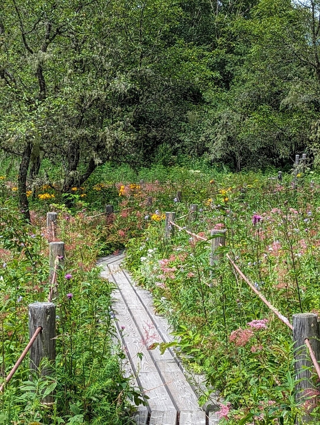 裸山・櫛形山・奥仙重 / y☆shiさんの櫛形山・裸山・唐松岳の活動データ | YAMAP / ヤマップ