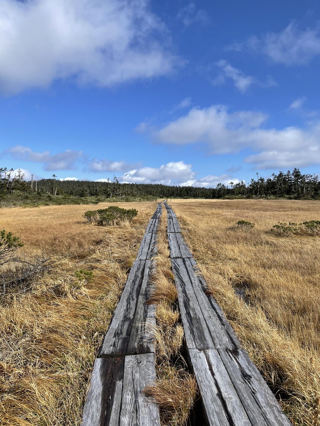 紅葉の八幡平をぐるっとお山歩🍁 / yuccoさんの八幡平・源太森・安比岳の活動データ | YAMAP / ヤマップ