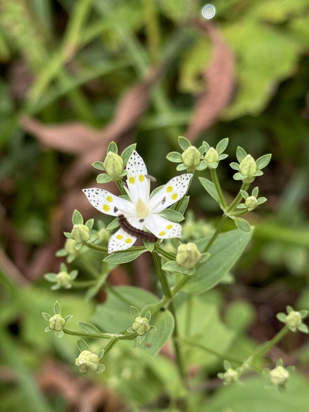猪臥山と宇津四十八滝巡り / TACK🥷さんの猪臥山の活動データ | YAMAP / ヤマップ
