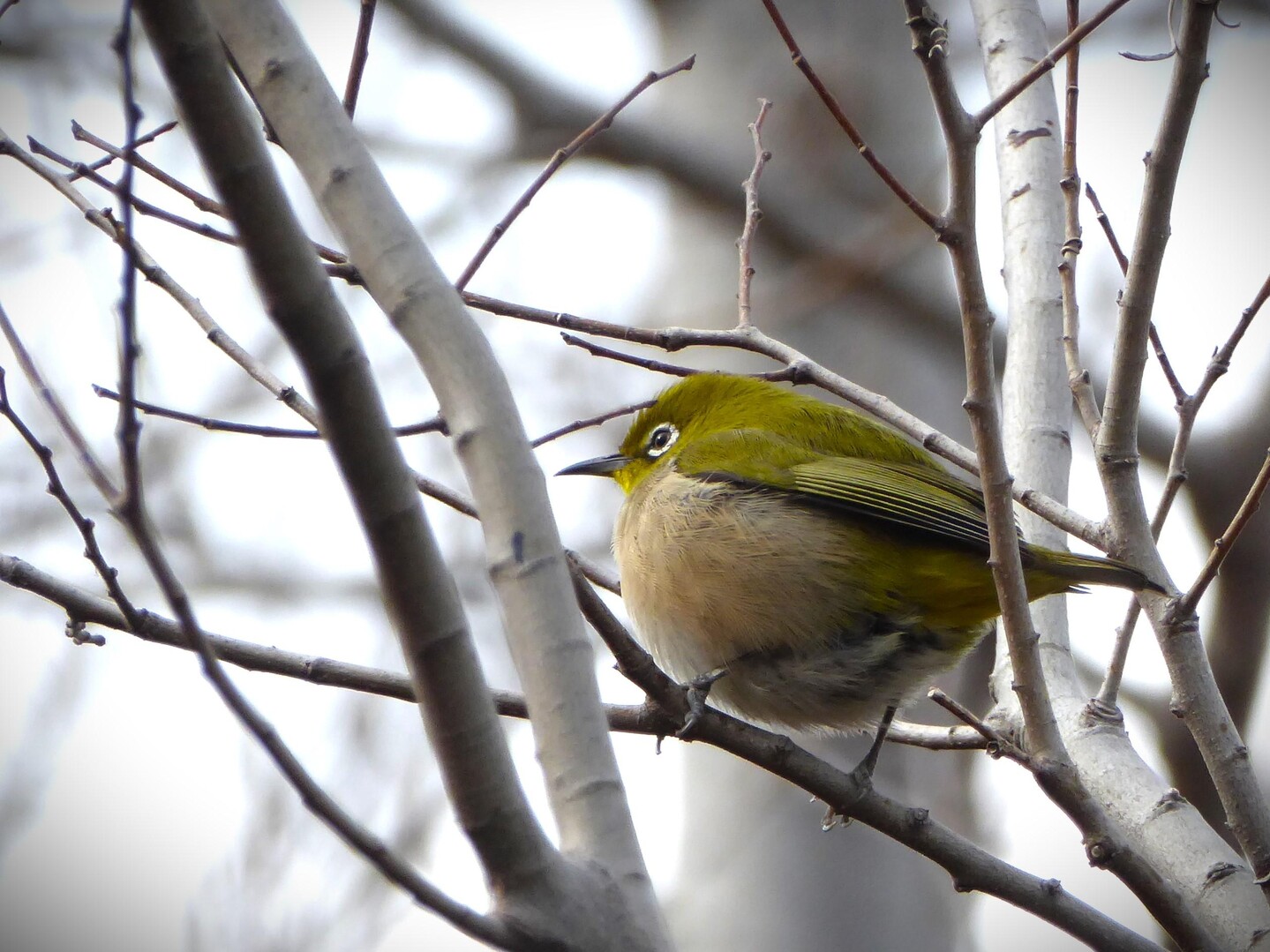若草山・相生山・菅田山 / TOMTOMさんの名古屋市の活動データ | YAMAP / ヤマップ