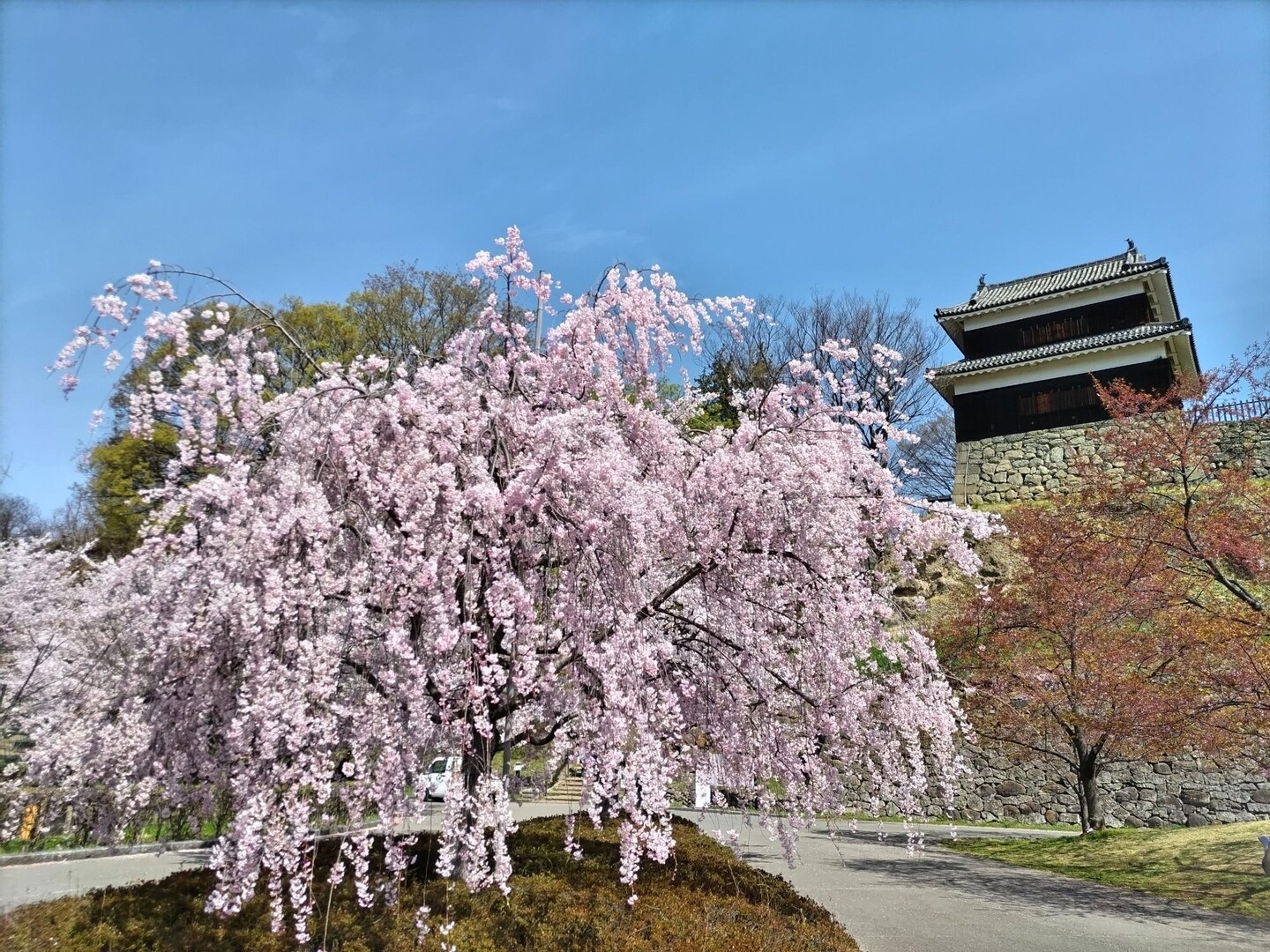 上田城跡の桜🤗 先程、NHKニュース見... / ミニマムまさ さんのモーメント | YAMAP / ヤマップ