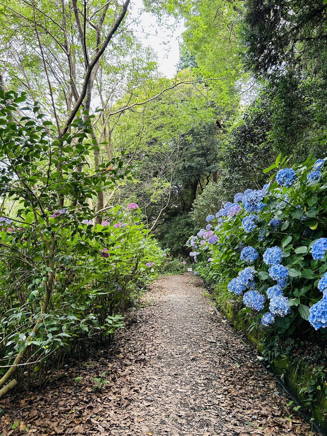 大鐘家 あじさい祭り （牧之原） / akeppさんのウォーキングの活動データ | YAMAP / ヤマップ
