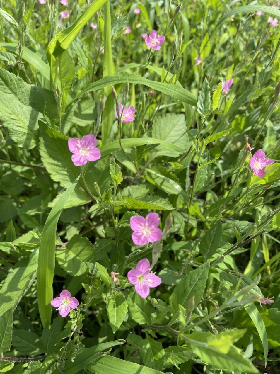今日は父の一周忌法要 昨年の今頃の記憶が... / ikumiさんのモーメント | YAMAP / ヤマップ