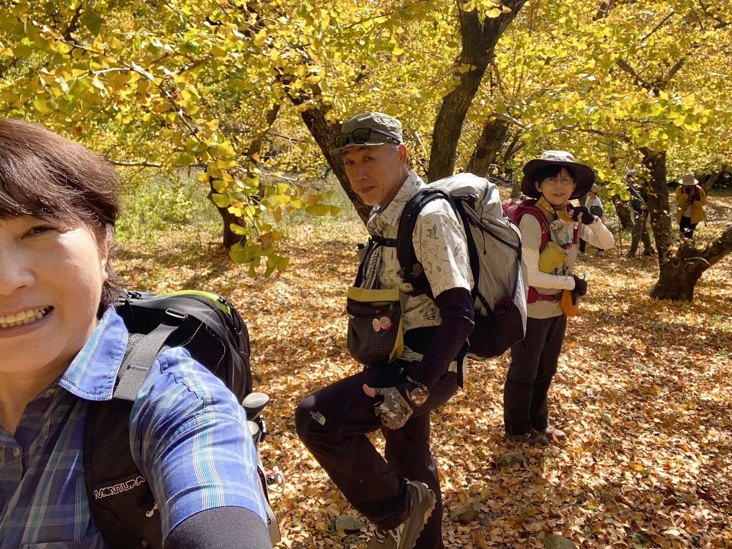 銀杏畑は今どのくらい？紅葉見に明星山 / kirarinさんの明星山・白金山の活動日記 | YAMAP / ヤマップ