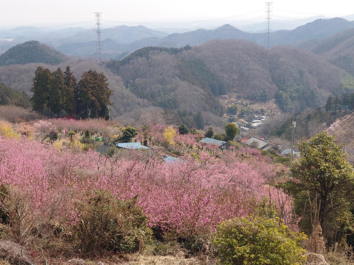 花桃の郷（内手～波久礼） / agizyabi yooさんの堂平山・笠山（乳房山）・大霧山の活動データ | YAMAP / ヤマップ