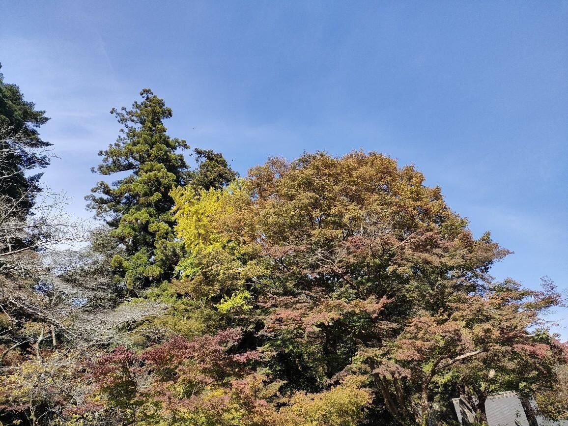 高尾山界隈でリハビリ / JICKさんの高尾山・陣馬山・景信山の活動データ | YAMAP / ヤマップ
